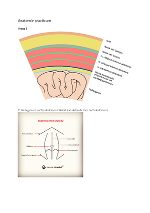 Anatomie lieskanaal - Anatomie lieskanaal Lagen van de buikwand Huid ...