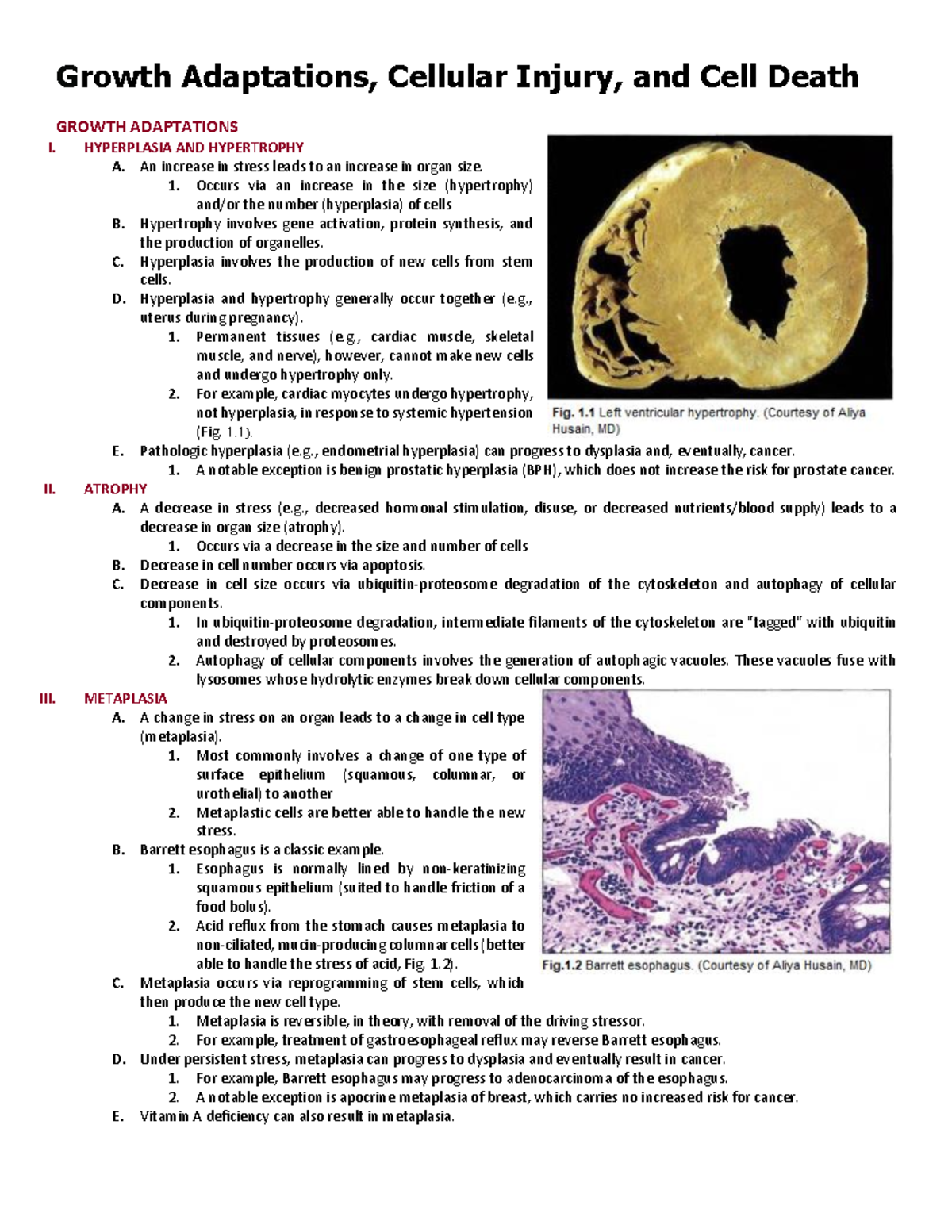 Compiled- Histopath- Trans - Growth Adaptations, Cellular Injury, and ...