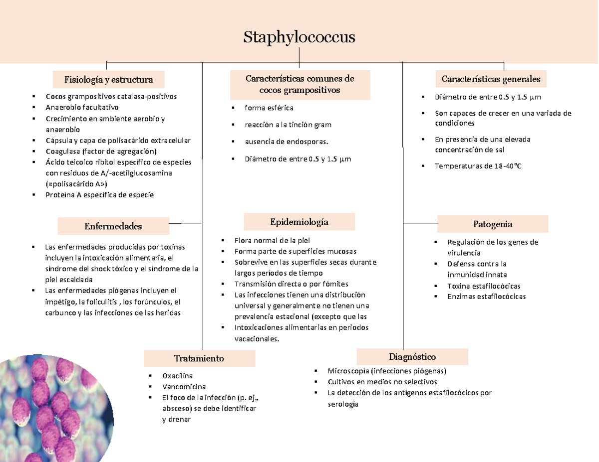 Mapa-Staphylococcus - Staphylococcus Fisiología y estructura Cocos grampositivos - Studocu