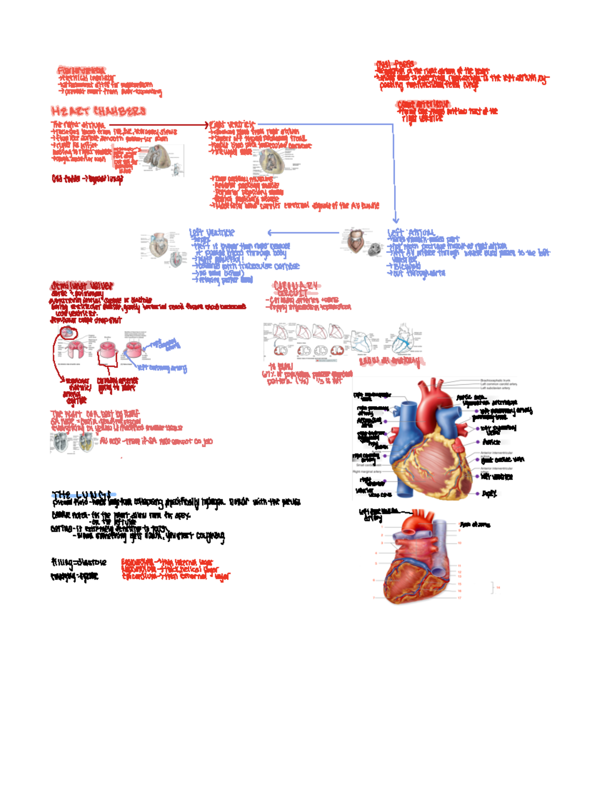 Cardio - Class/textbook notes Professor Howell - Fibroussueleton - Studocu