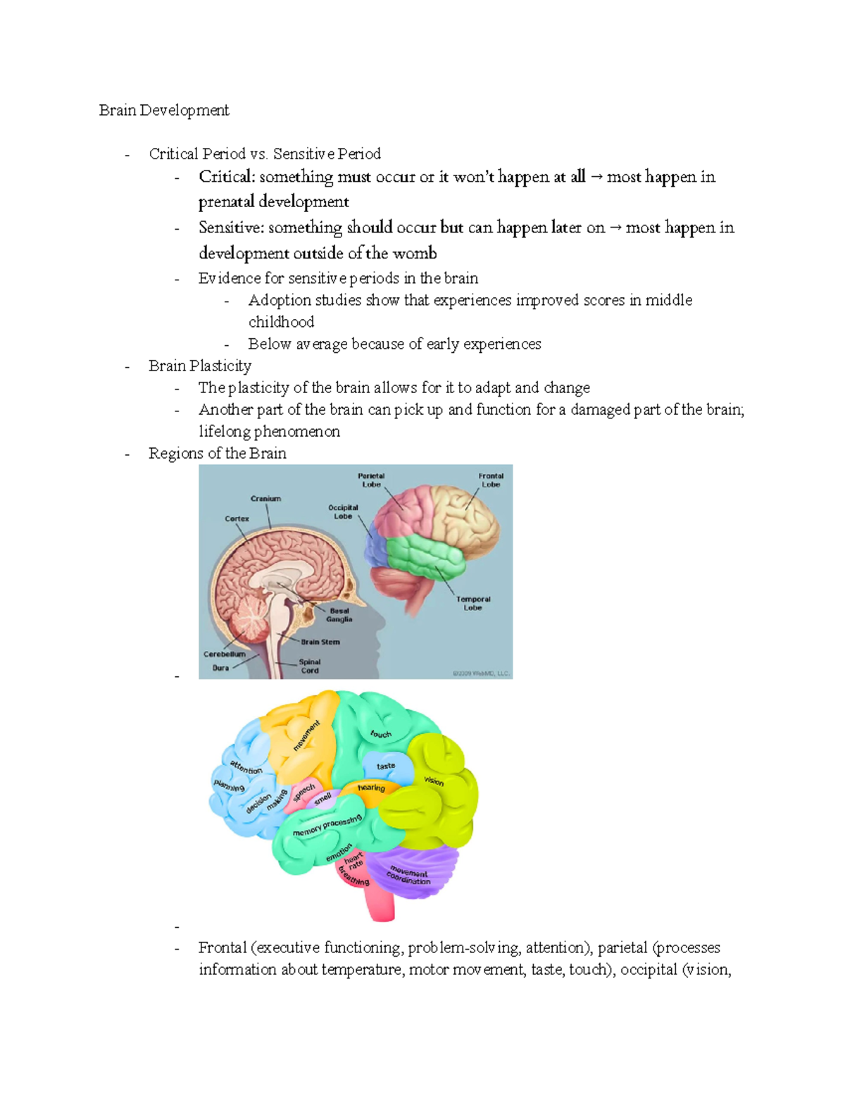 Brain Development - Brain Development Critical Period vs. Sensitive ...