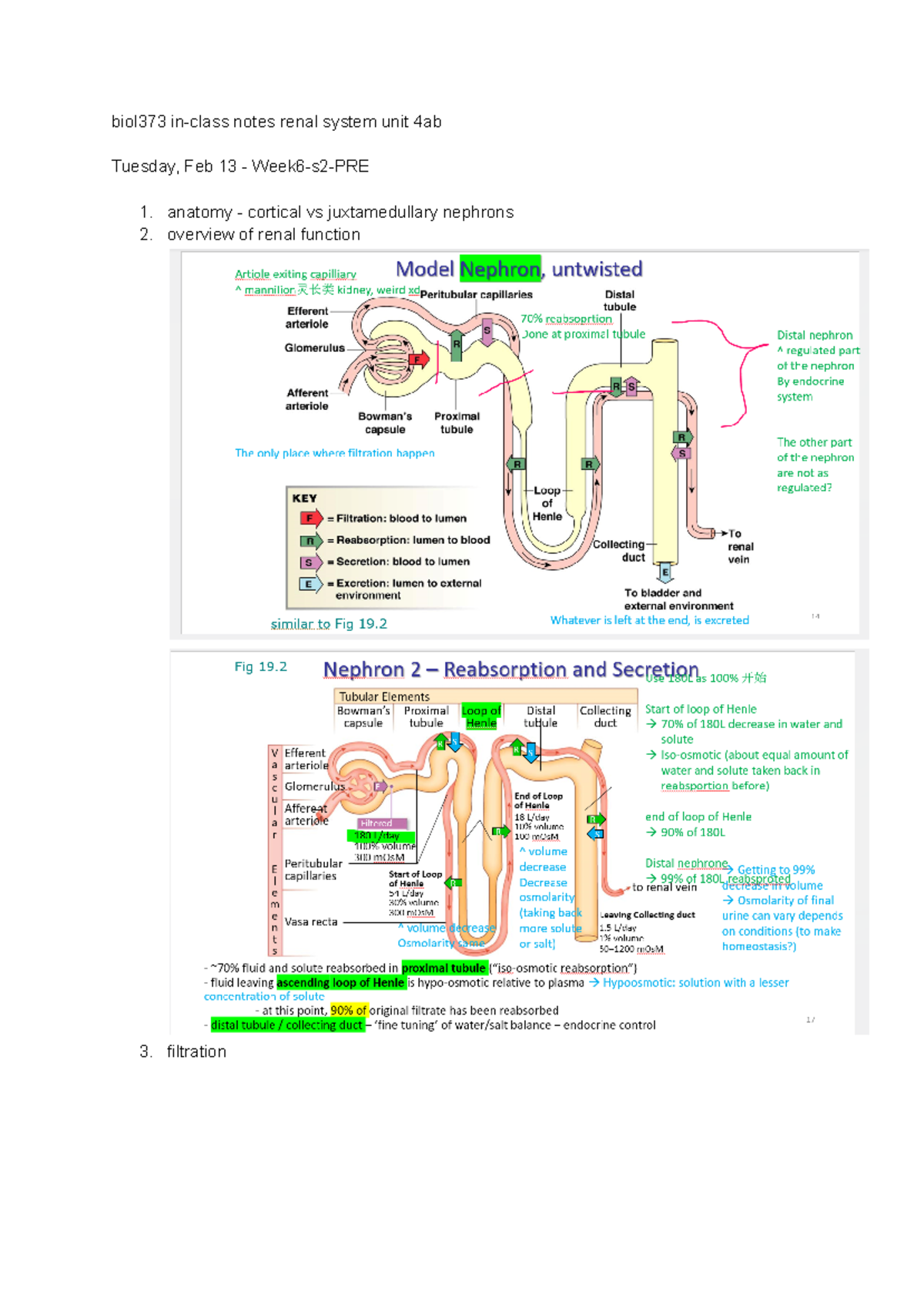 Biol373 in-class notes renal system unit 4ab - biol373 in-class notes ...