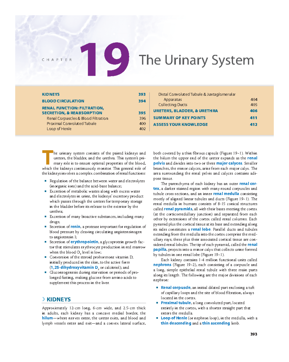 Urinary- Gizmo - NOTES - 393 T he urinary system consists of the paired ...