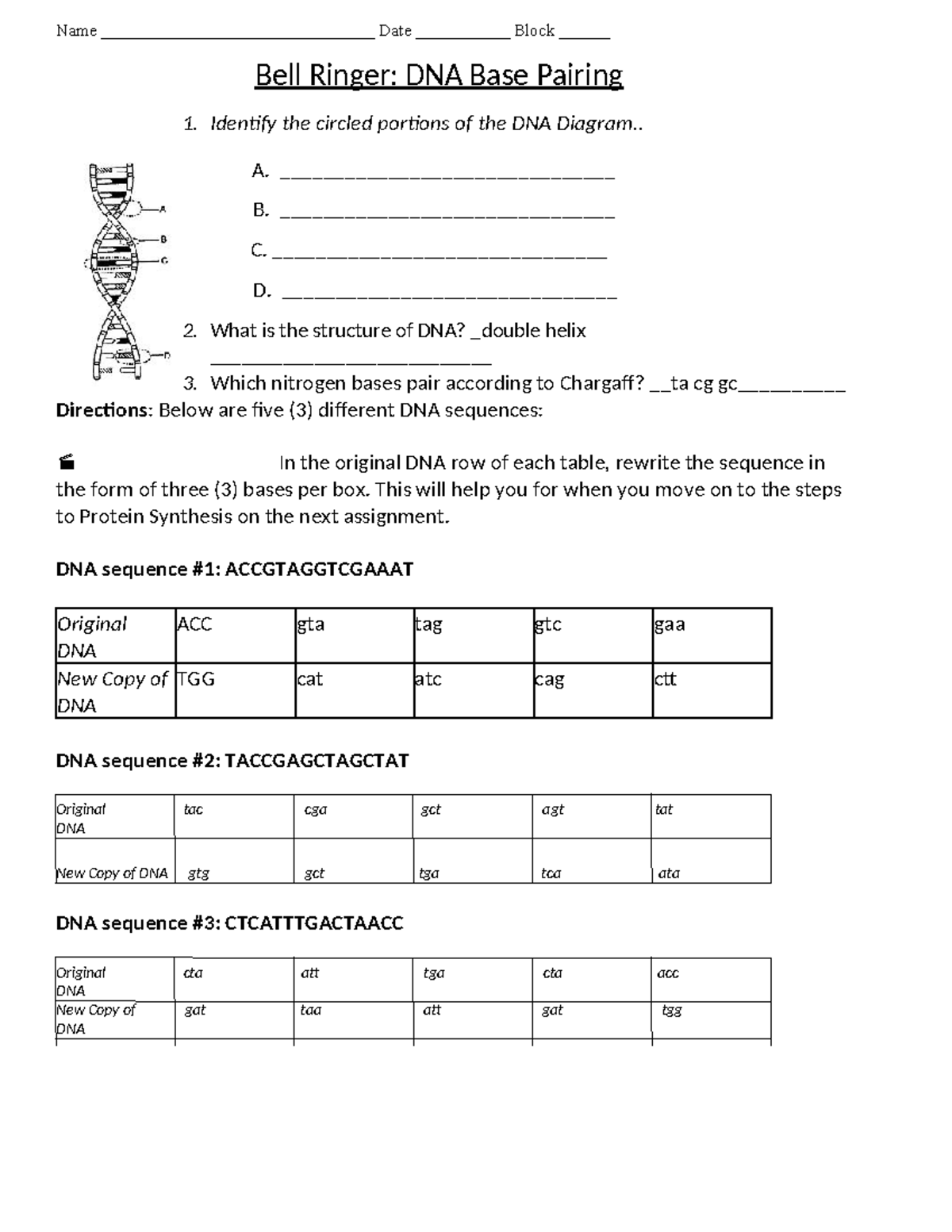 DNA Base Pairing Bellringer-1 mam - Name ...