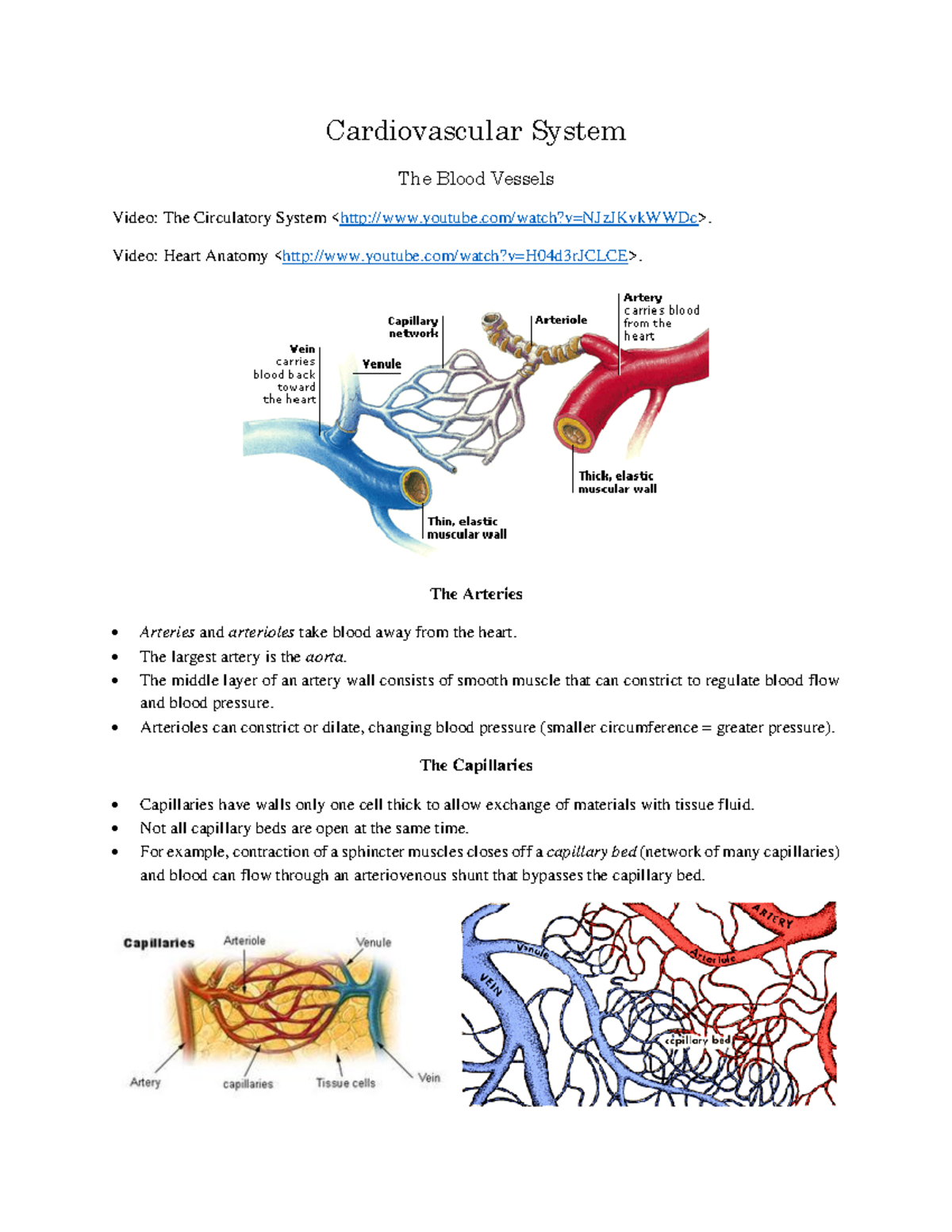 208104057-Cardiovascular-System - Cardiovascular System The Blood ...