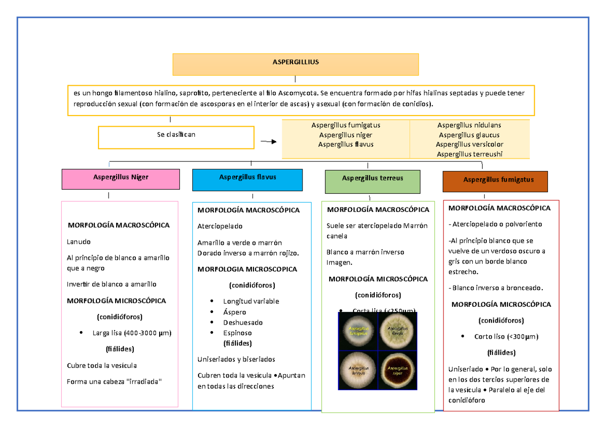 13 Aspergillius - Deber de Orlando Ramos - UNIVERSIDAD MORFOLOGÍA ...