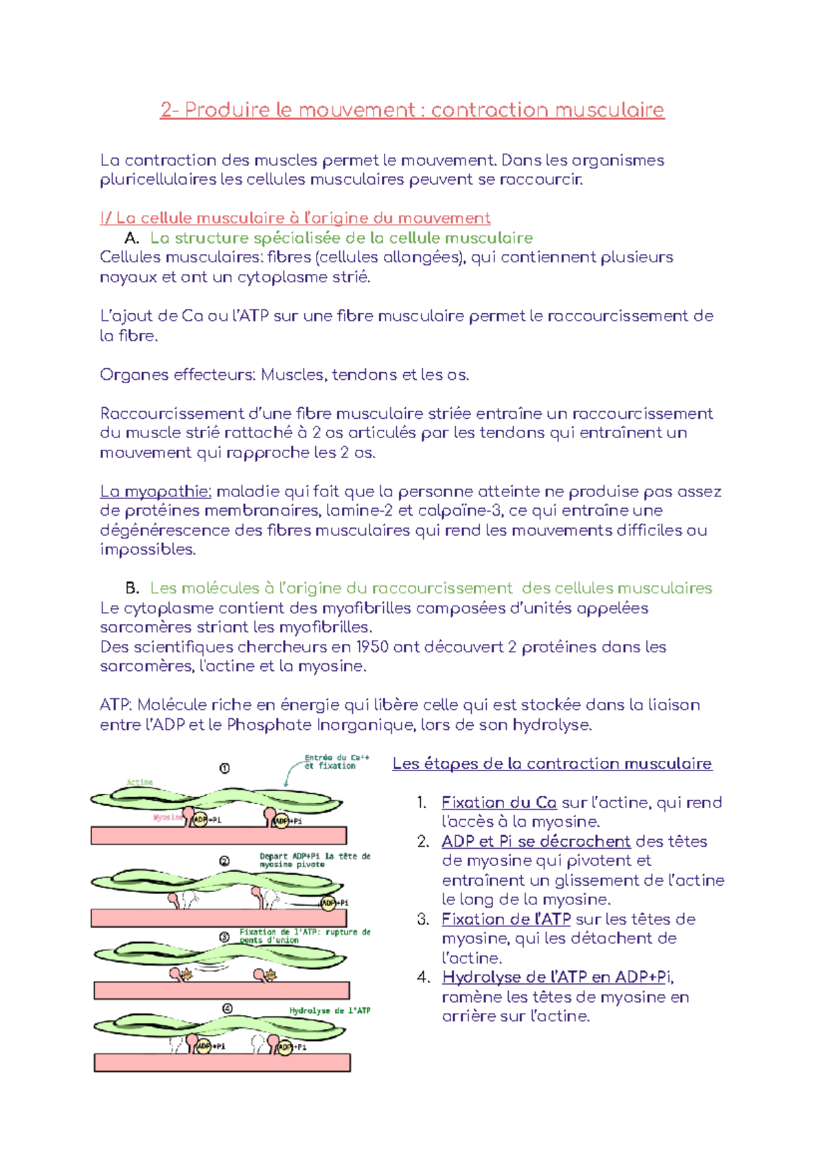 SVT Chapitre 2 : Produire le mouvement contraction musculaire - 2- Produire le mouvement : - Studocu