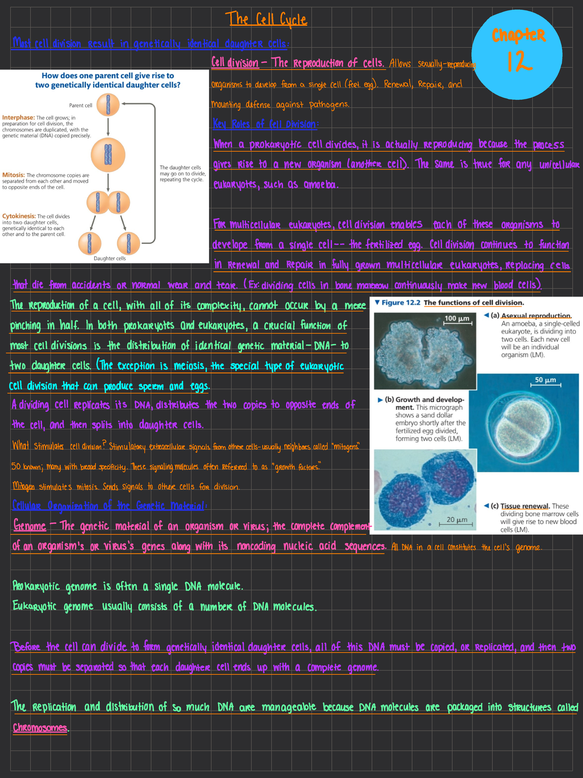 Chapter 12 - The Cell Cycle - BIOL 100 - Studocu