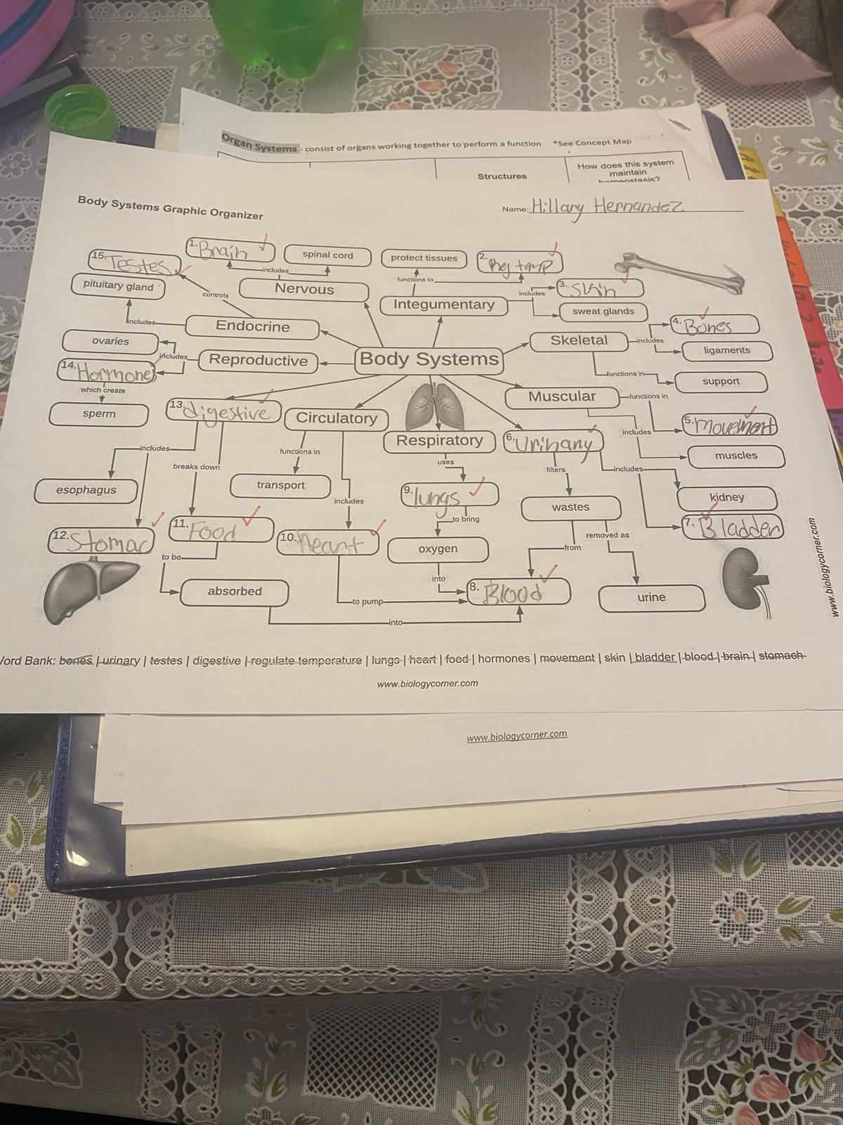 Graphic organizer - Hope this helps - Studocu