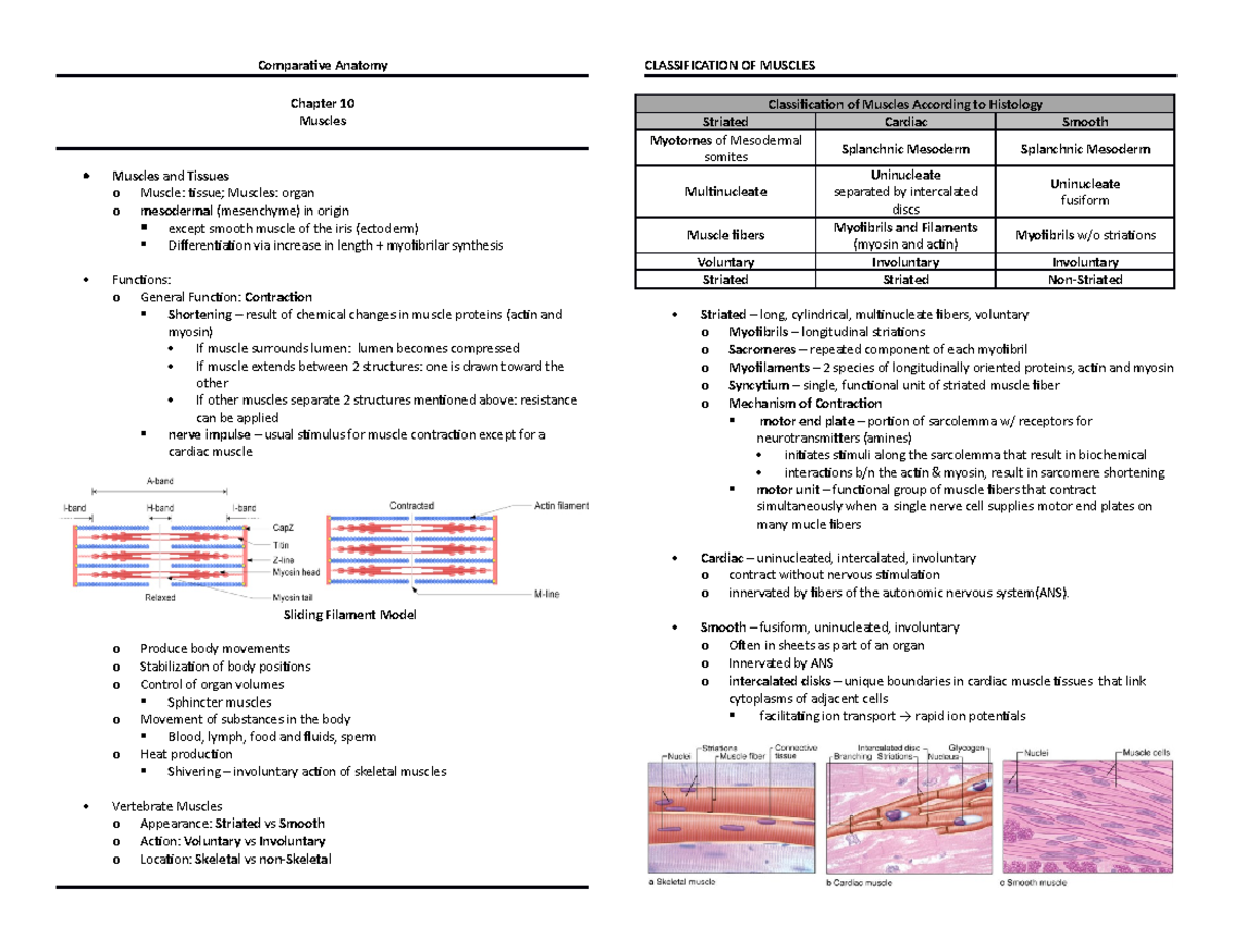 373850145 Ch 10 Muscles - Comparative Anatomy Chapter 10 Muscles ...