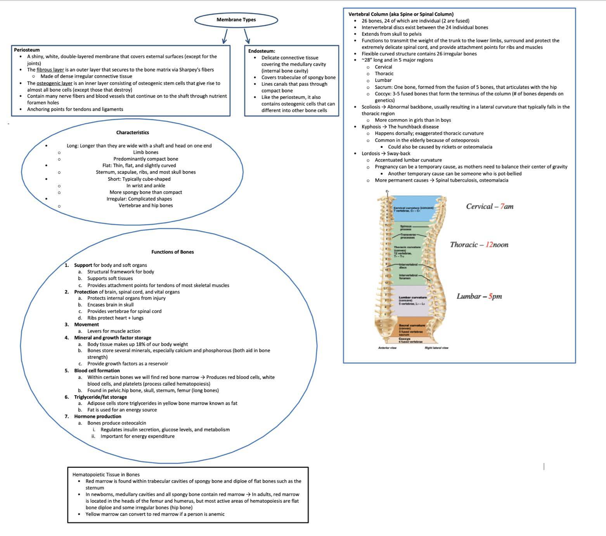 Bones II.Anatomy and Phys - BIOL130001 - Studocu