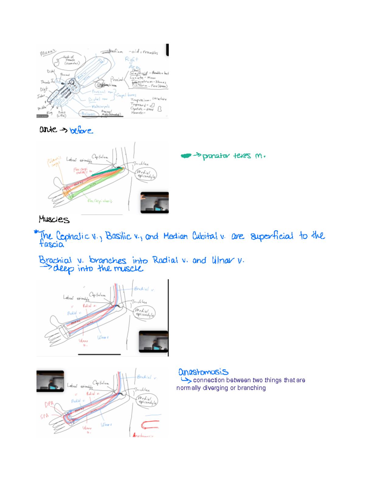 Arm Anatomy Notes - SPRING 2021 DR. STEVE SMITH - FNRL 2214 ...