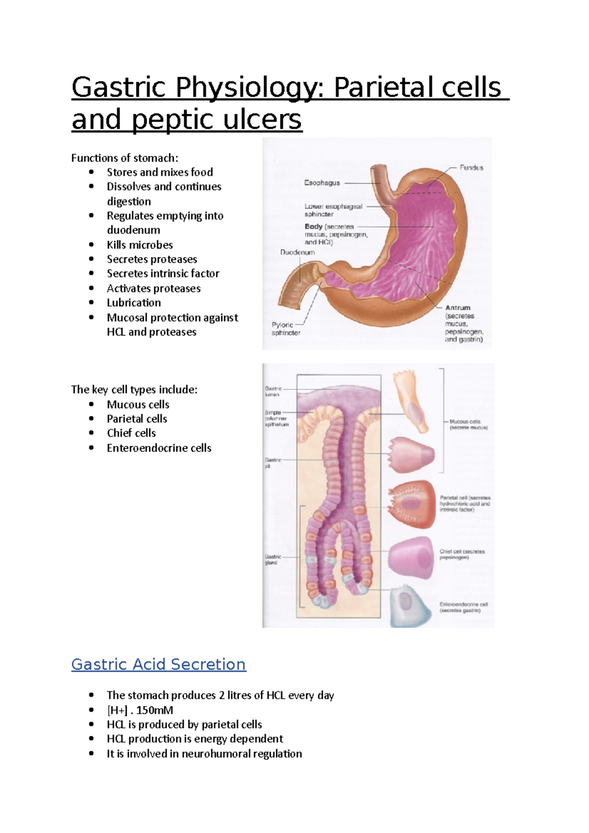 Gastric Physiology - Peptic Ulcers - Gastric Physiology: Parietal cells ...