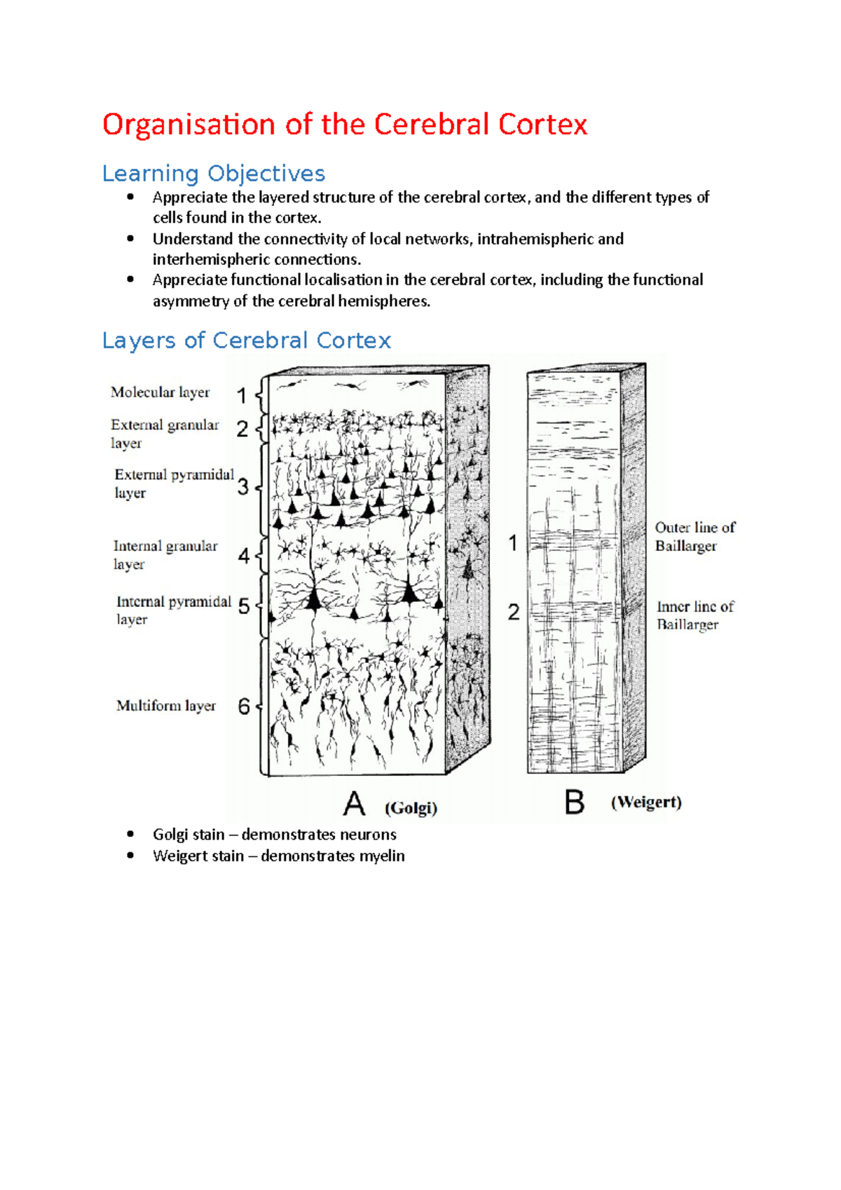 Organisation of the Cerebral Cortex - Organisation of the Cerebral ...