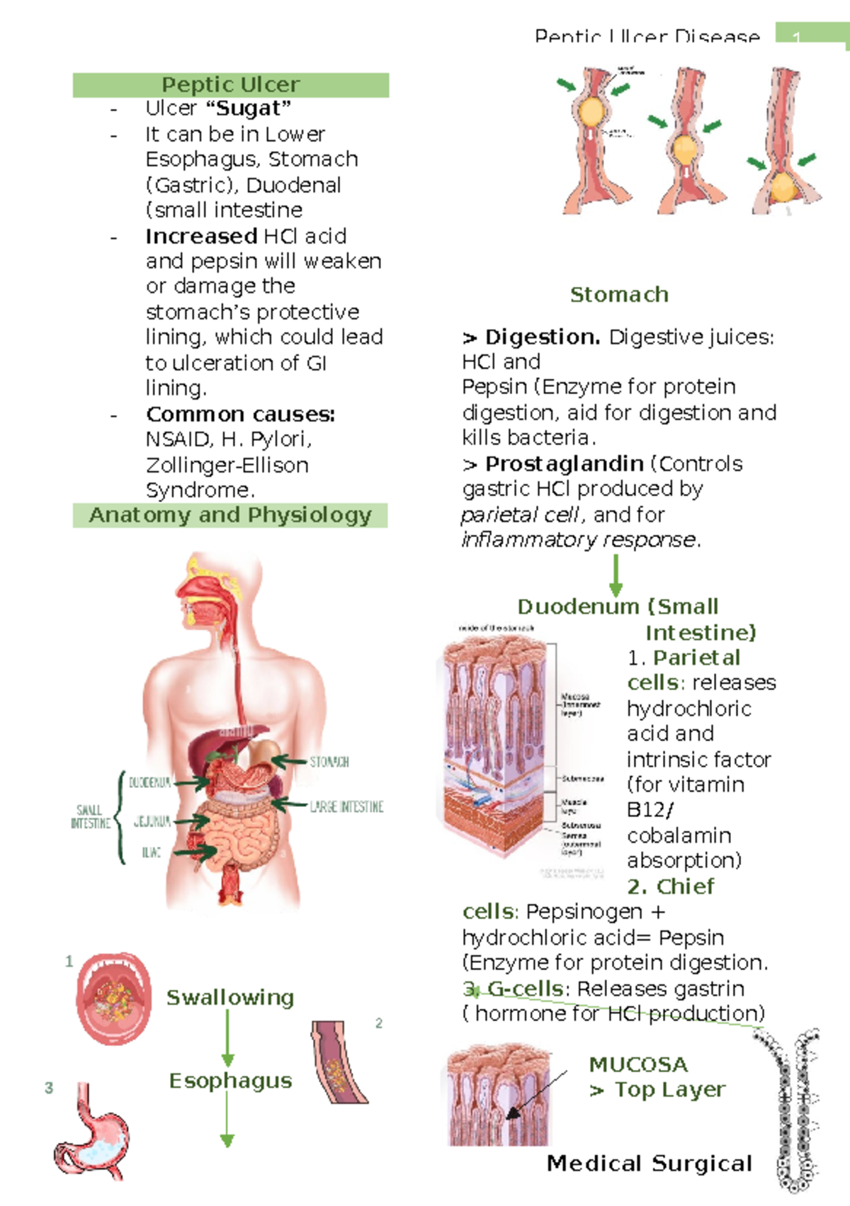 Peptic Ulcer - Peptic Ulcer Ulcer “Sugat” It can be in Lower Esophagus ...