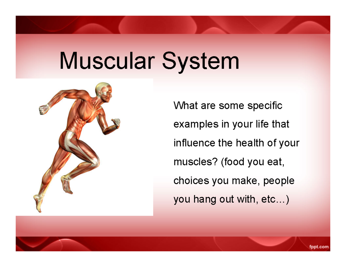 Muscular-System-Presentation FOR HUMAN - Muscular System What are some ...
