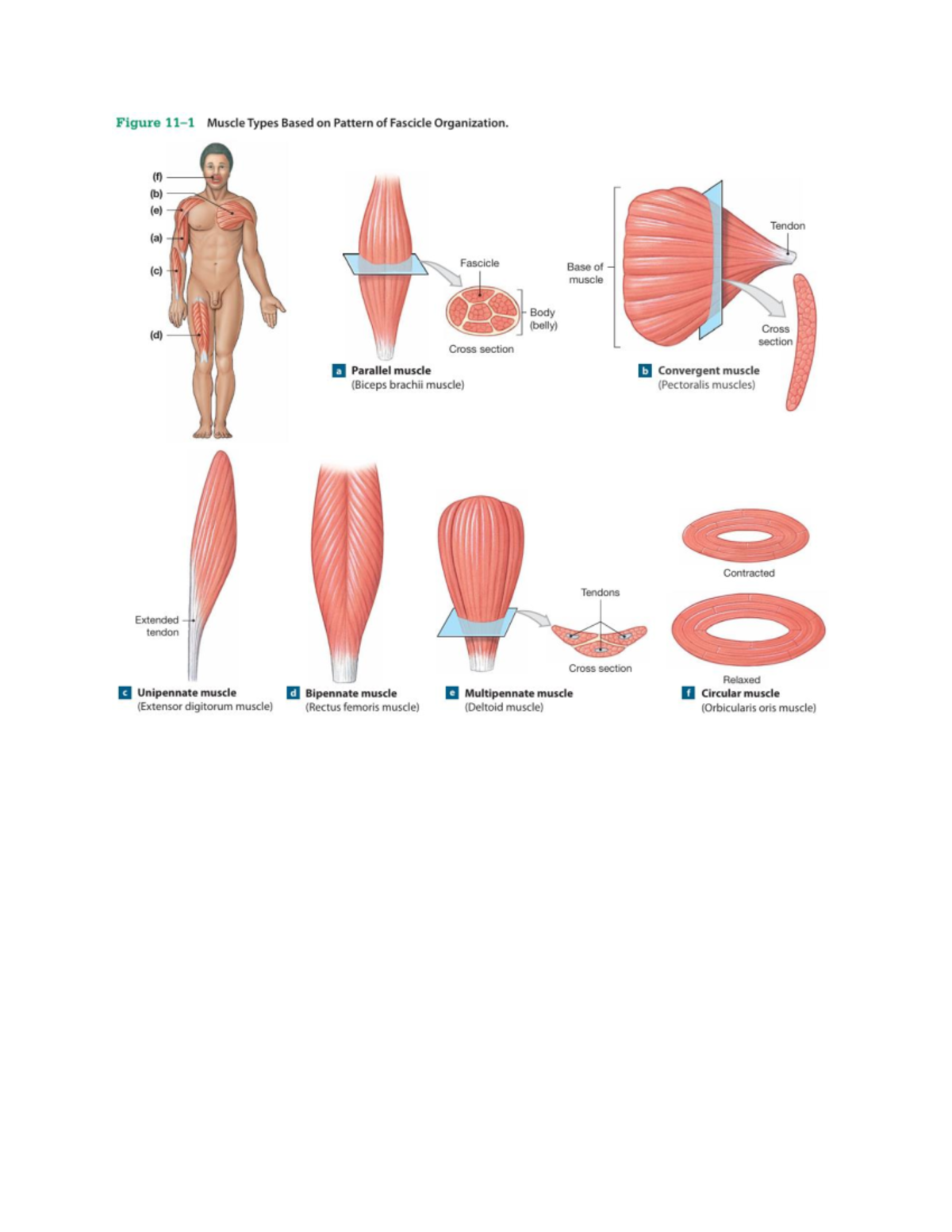 Muscular System - Figure Muscle Types Based on Pattern of Fascicle ...