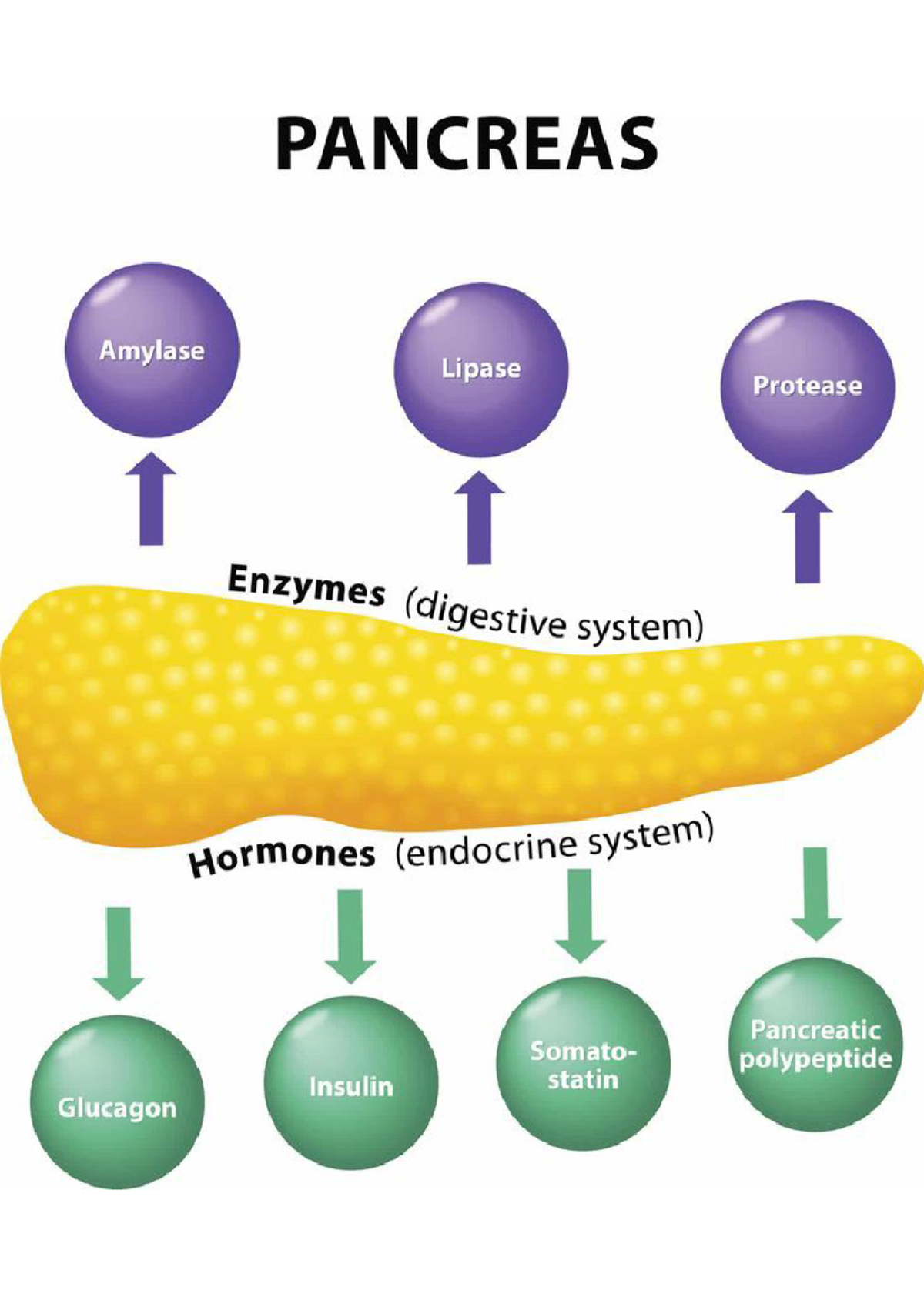 Pancreas exocrino y endocrino - Fisiología Humana - Studocu