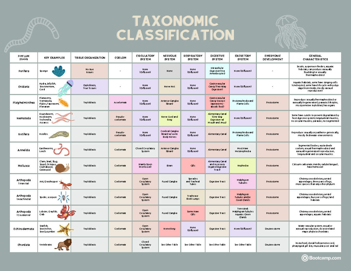 Taxonomy Cheat Sheet - .flajskdlkdhkfjahksjfhd - PHYLUM (CLASS) KEY ...