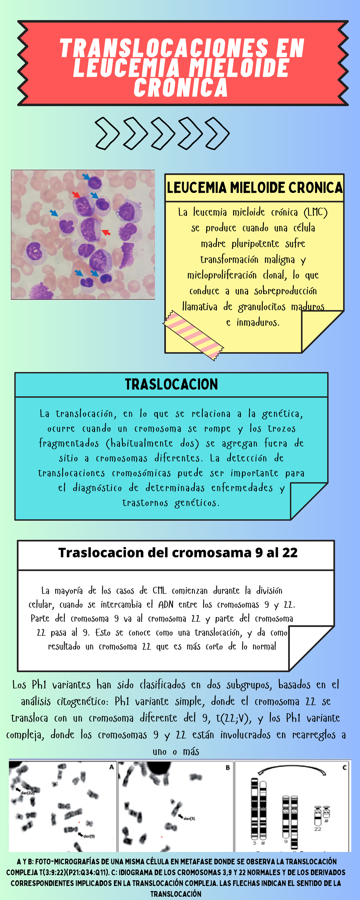Infografía traslocacion - La translocación, en lo que se relaciona a la ...