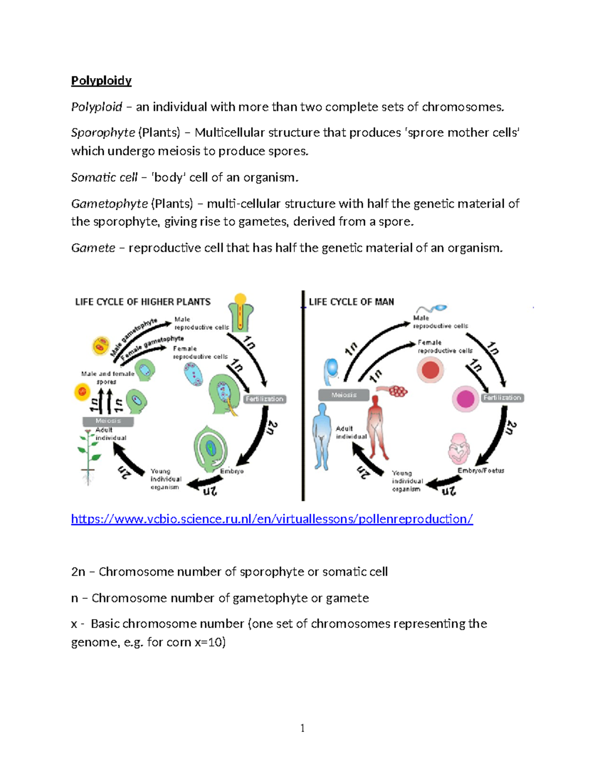 (10) Polyploidy - Note - Polyploidy Polyploid – an individual with more ...