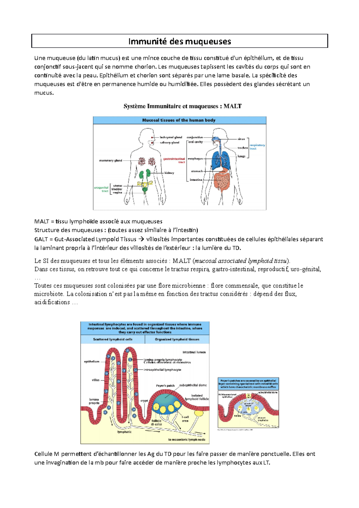 CM4 Immunité des muqueuses - Immunité des muqueuses Une muqueuse (du ...
