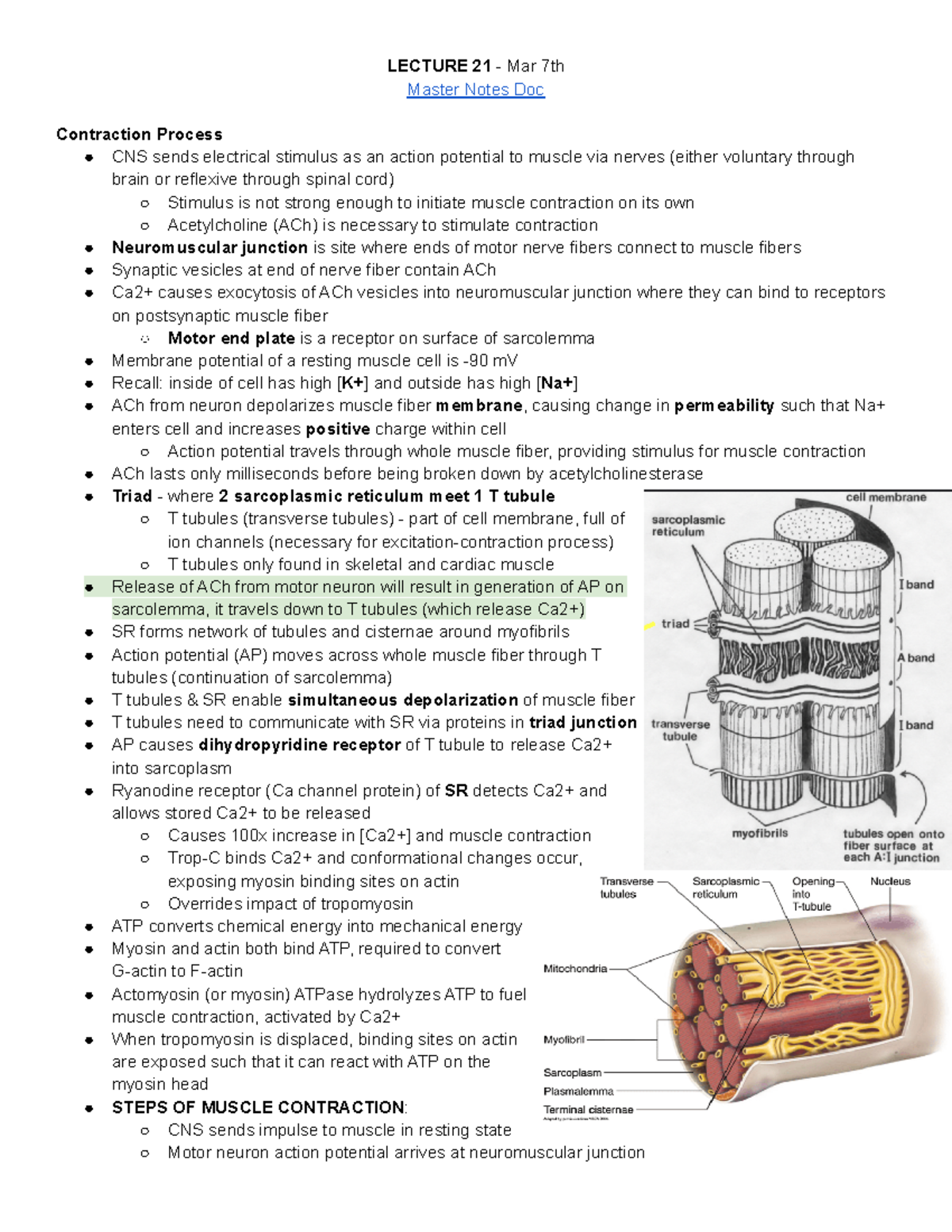 ANSC WEEK 8 - Muscle & Energy - LECTURE 21 - Mar 7th Master Notes Doc ...