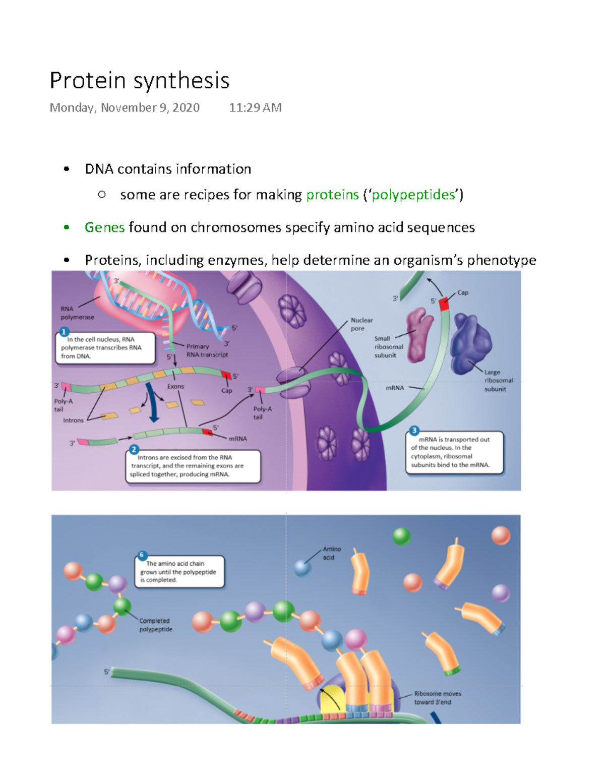 Protein synthesis - DNA contains information some are recipes for ...