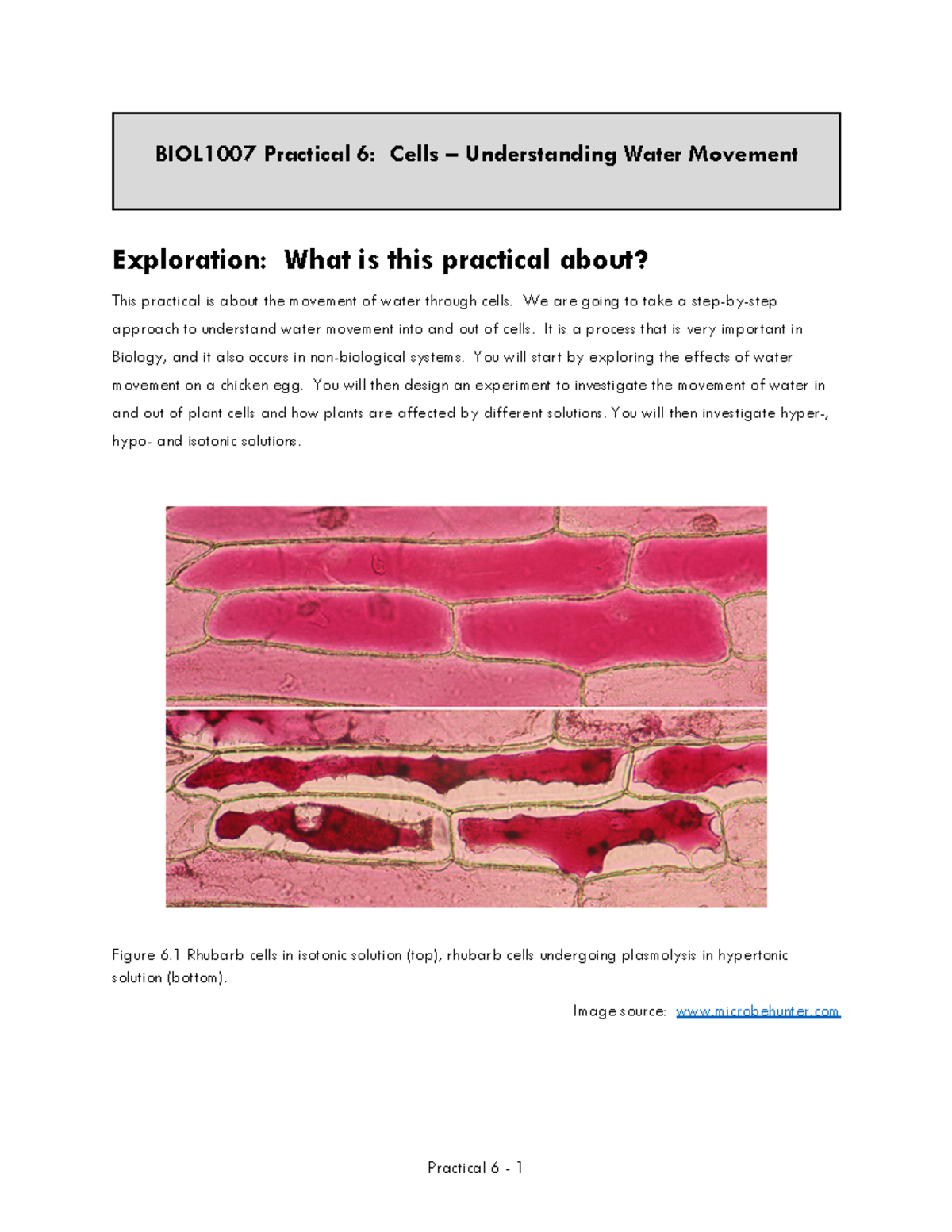 Prac6 Manual - BIOL1007 Practical 6: Cells – Understanding Water ...