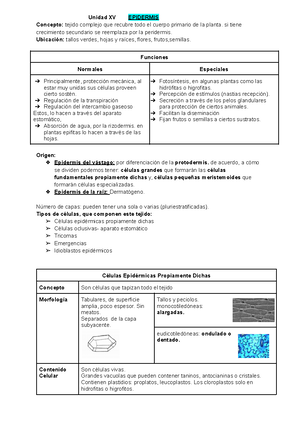 HOJA - ESQUEMAS - HOJAS EN PTERIDOFITAS TIPOS DE HOJAS MICRÓFILOS ...