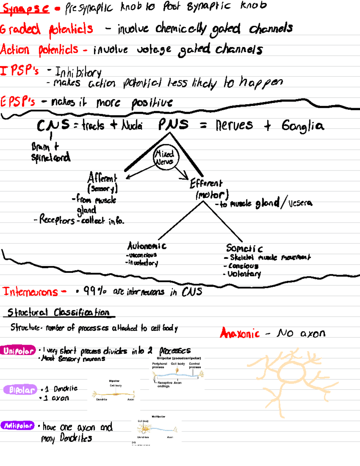 Nervous System - Exam 4 - Warning: Error during font loading: XMLHttpRequest is not defined ...