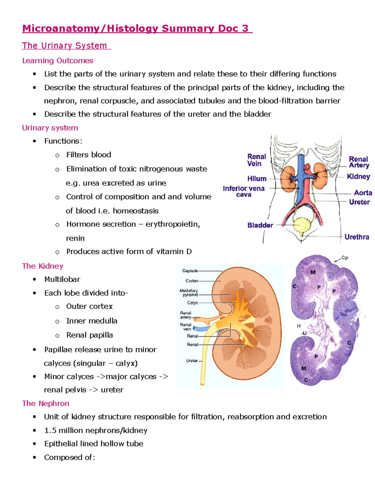 Microbiology with slide images - Microanatomy/Histology Summary Doc 3 ...
