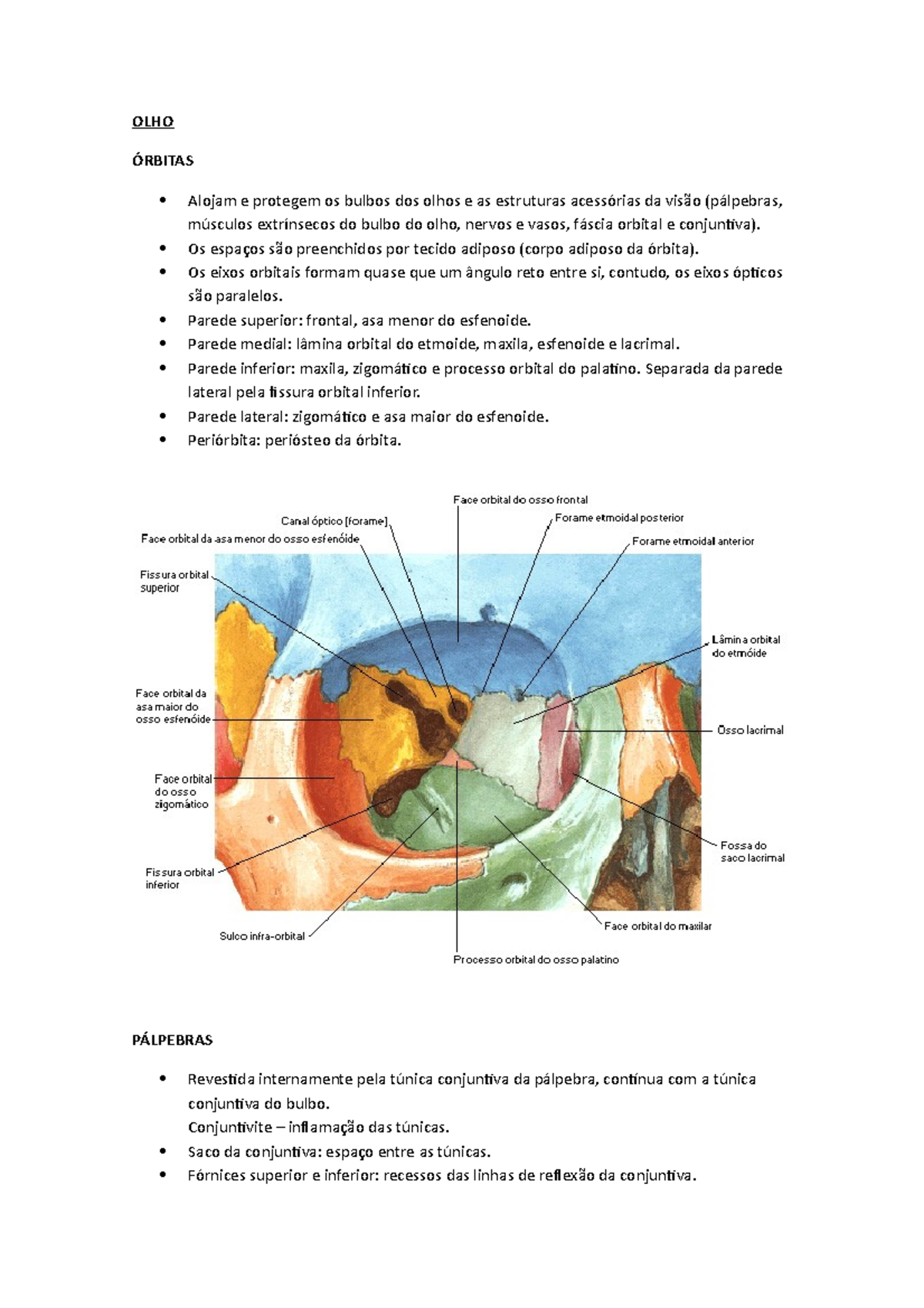 Anatomia DO OLHO - Órbita, Pálpebras, Bulbo Ocular, Trajeto DA LUZ E ...