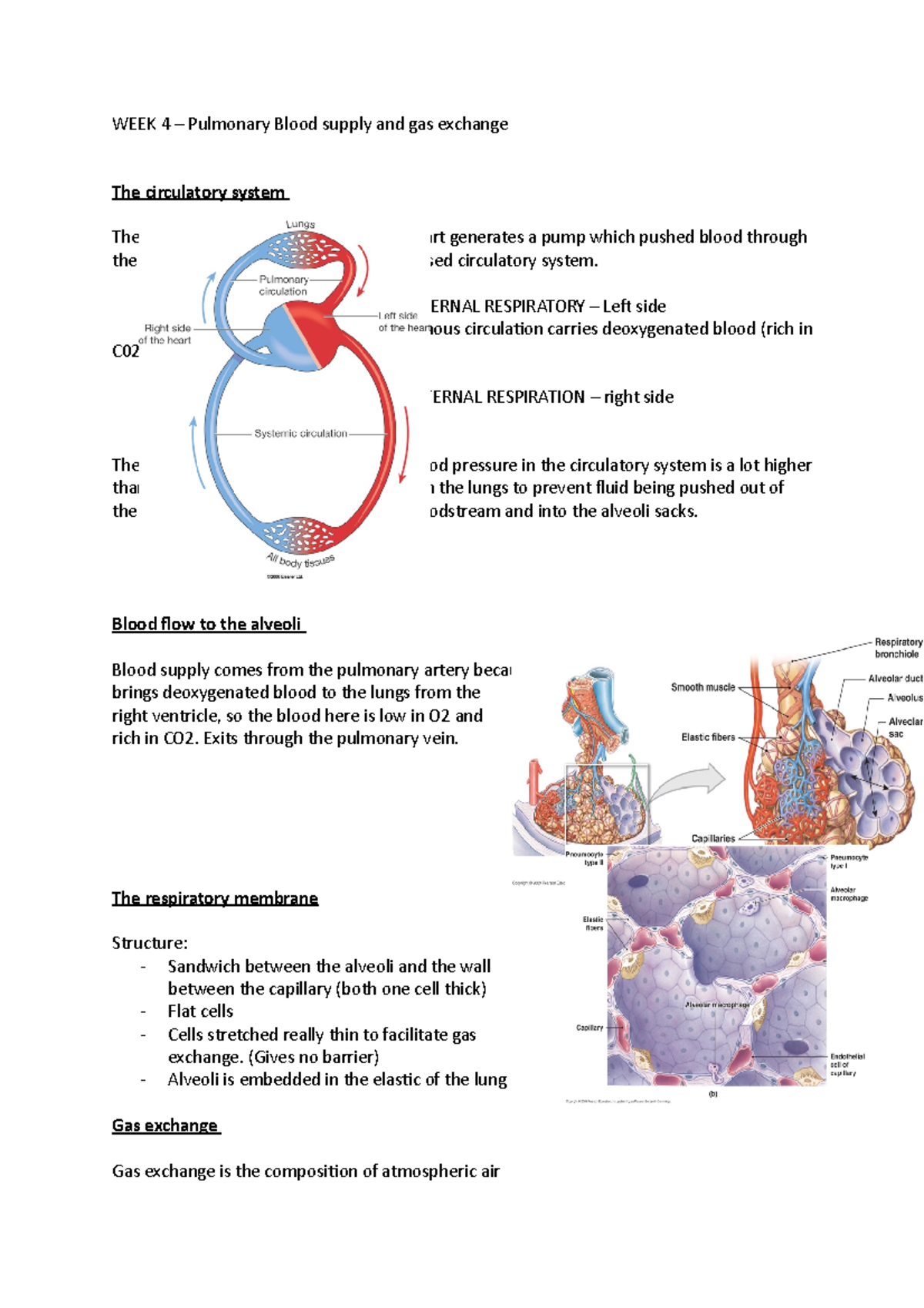 Pulmonary Blood supply and gas exchange - INTERNAL RESPIRATORY – Left ...