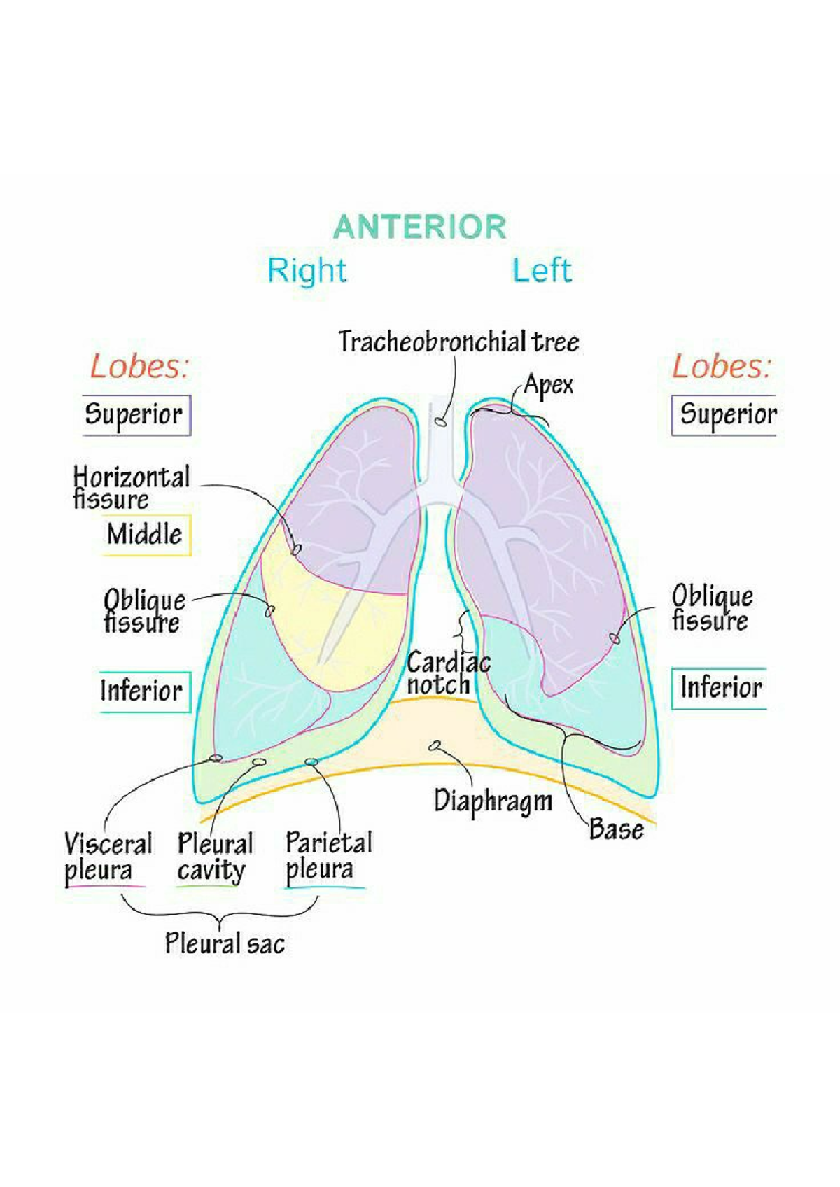 Lungs Anatomy - N/a - ANTERIOR Right Left Tracheobronchial tree Lobes ...
