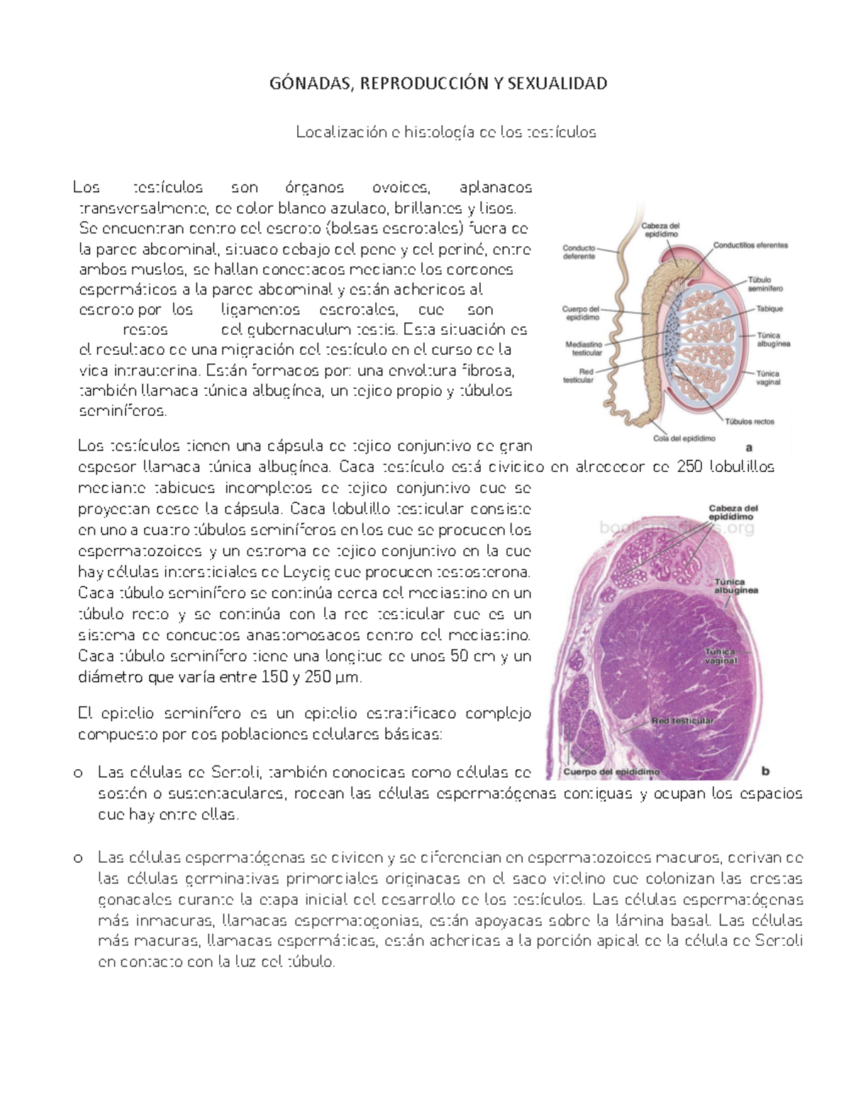 Fisiología Gónadas, Reproducción Y Sexualidad - GÓNADAS, REPRODUCCIÓN Y ...
