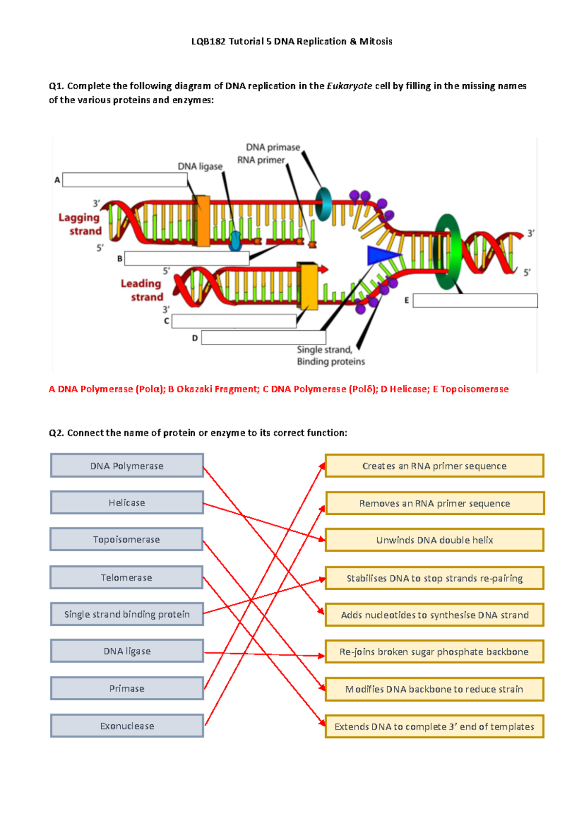 LQB182 Tutorial 5 DNA Replication & Mitosis Answers - LQB182 Tutorial 5 DNA Replication & - Studocu