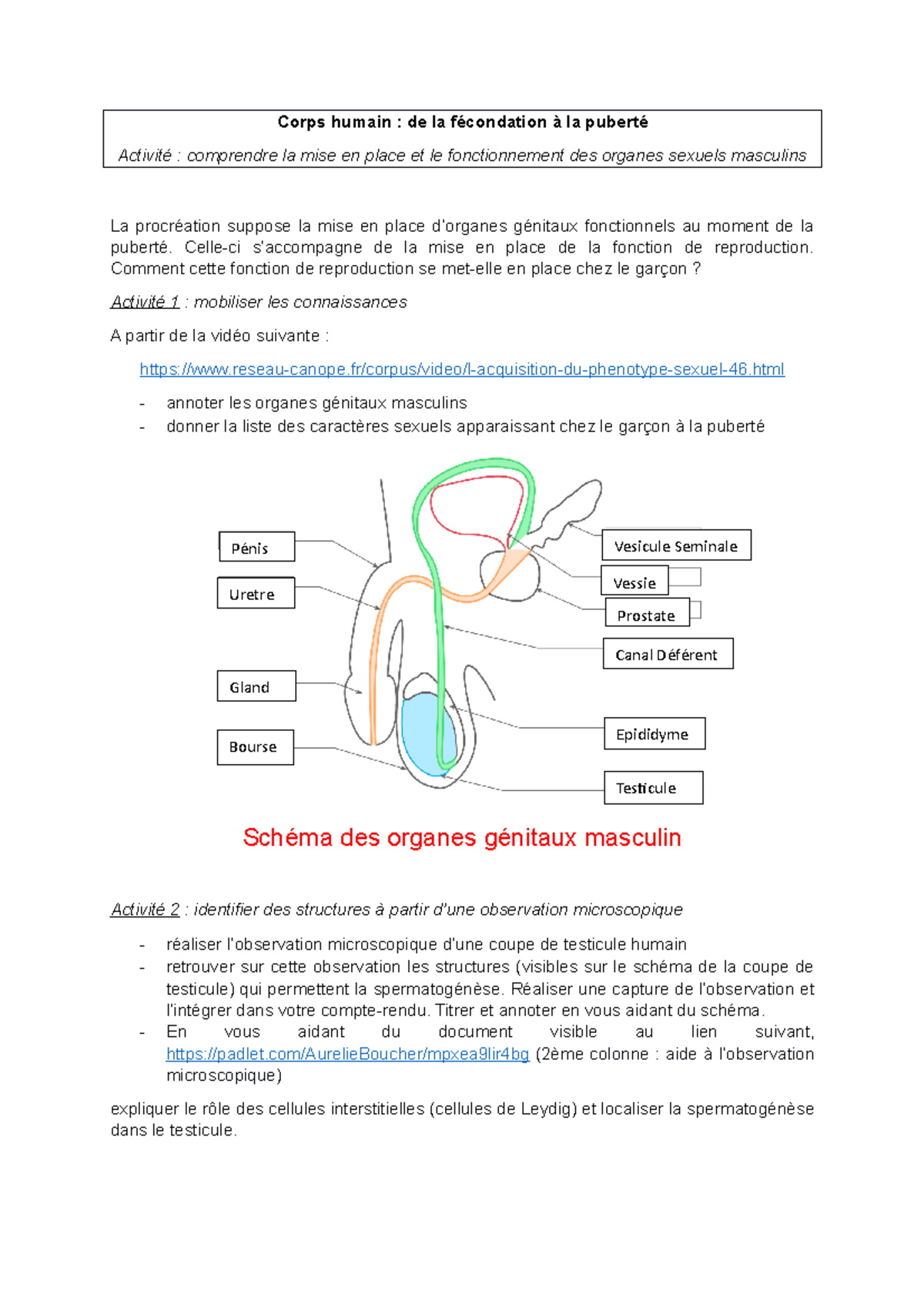 Activité 2 - fonction masculine - Corps humain : de la fécondation à la ...