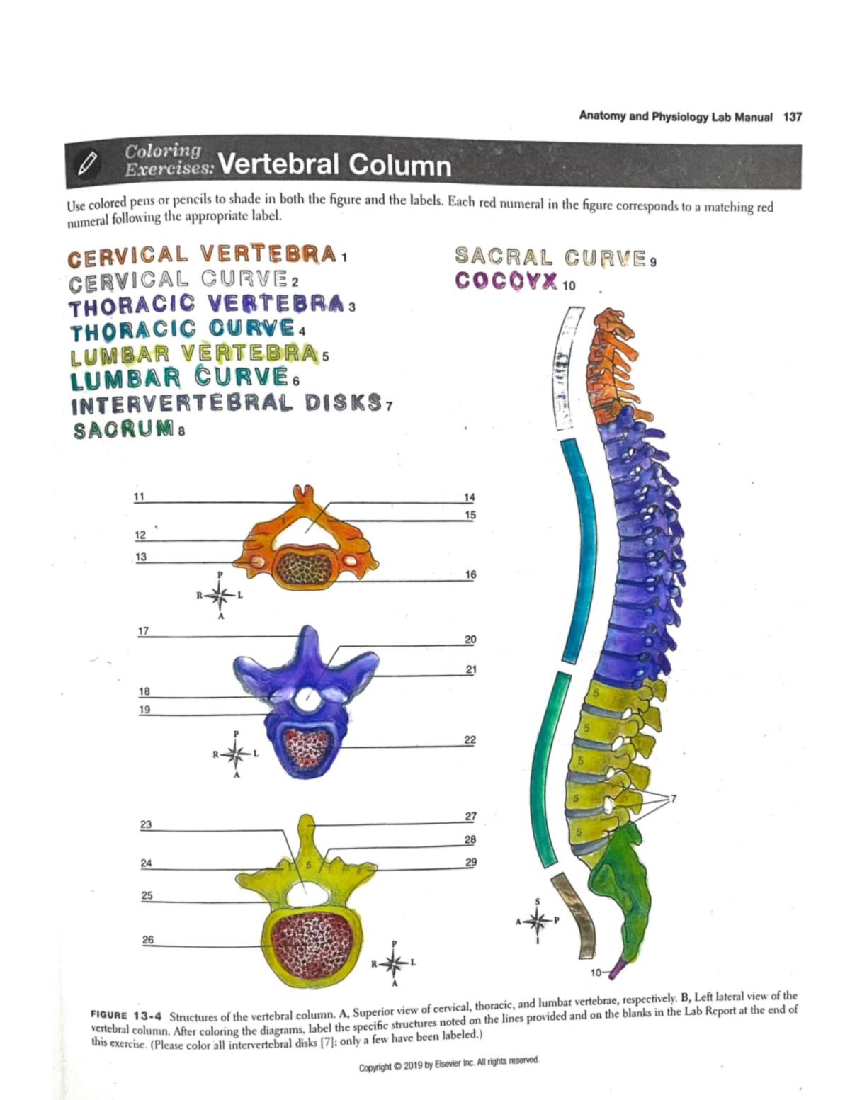 Dinglasan, Alexandra Shaine F. - The Vertebral Column and Thoracic Cage ...