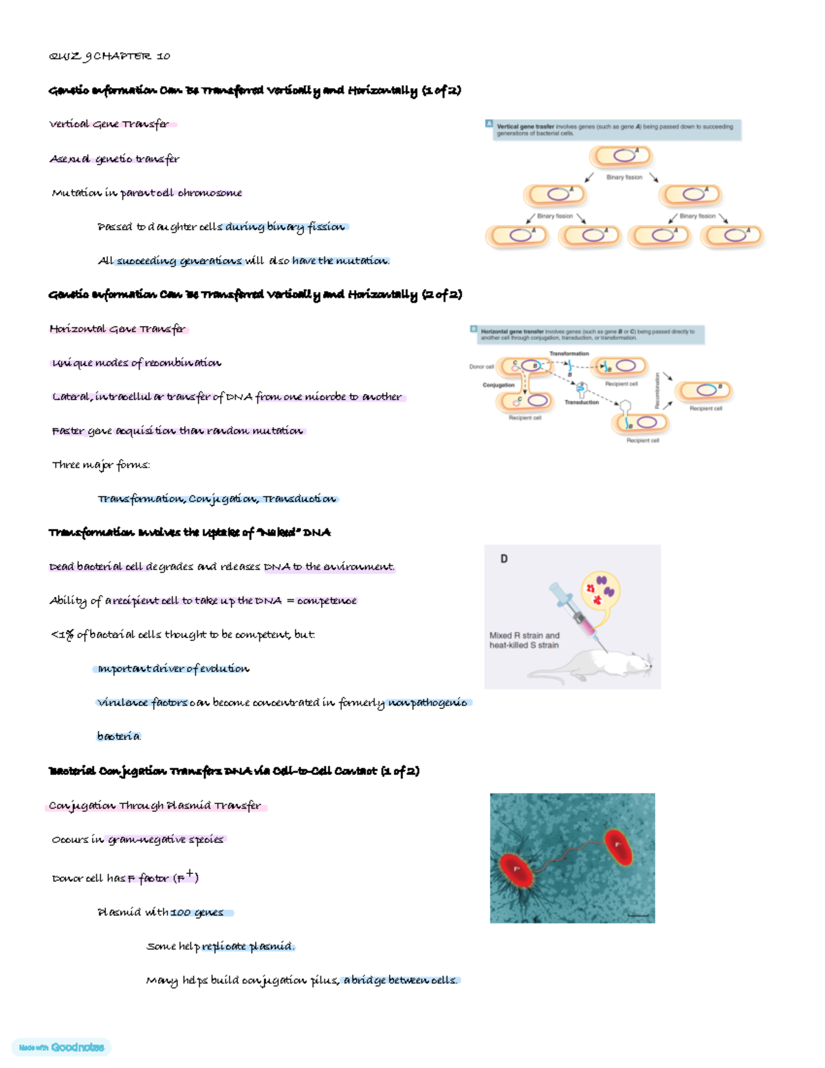 Microbiology quiz 9 ch. 10 - QUIZ 9 CHAPTER 10 Genetic Information Can ...