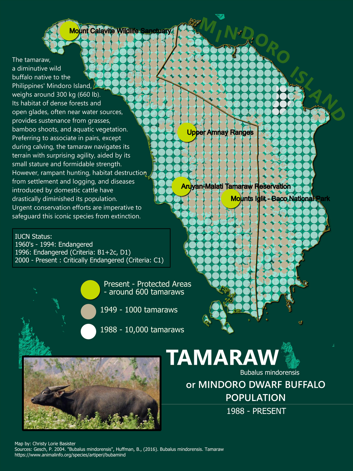 Tamaraw - efsg - Mount Calavite Wildlife Sanctuary The tamaraw, a ...