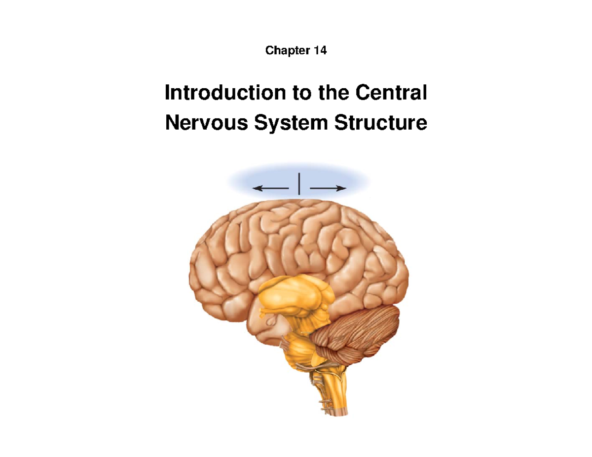 C14 1 intro cns - Chapter 14 Introduction to the CentralNervous System ...