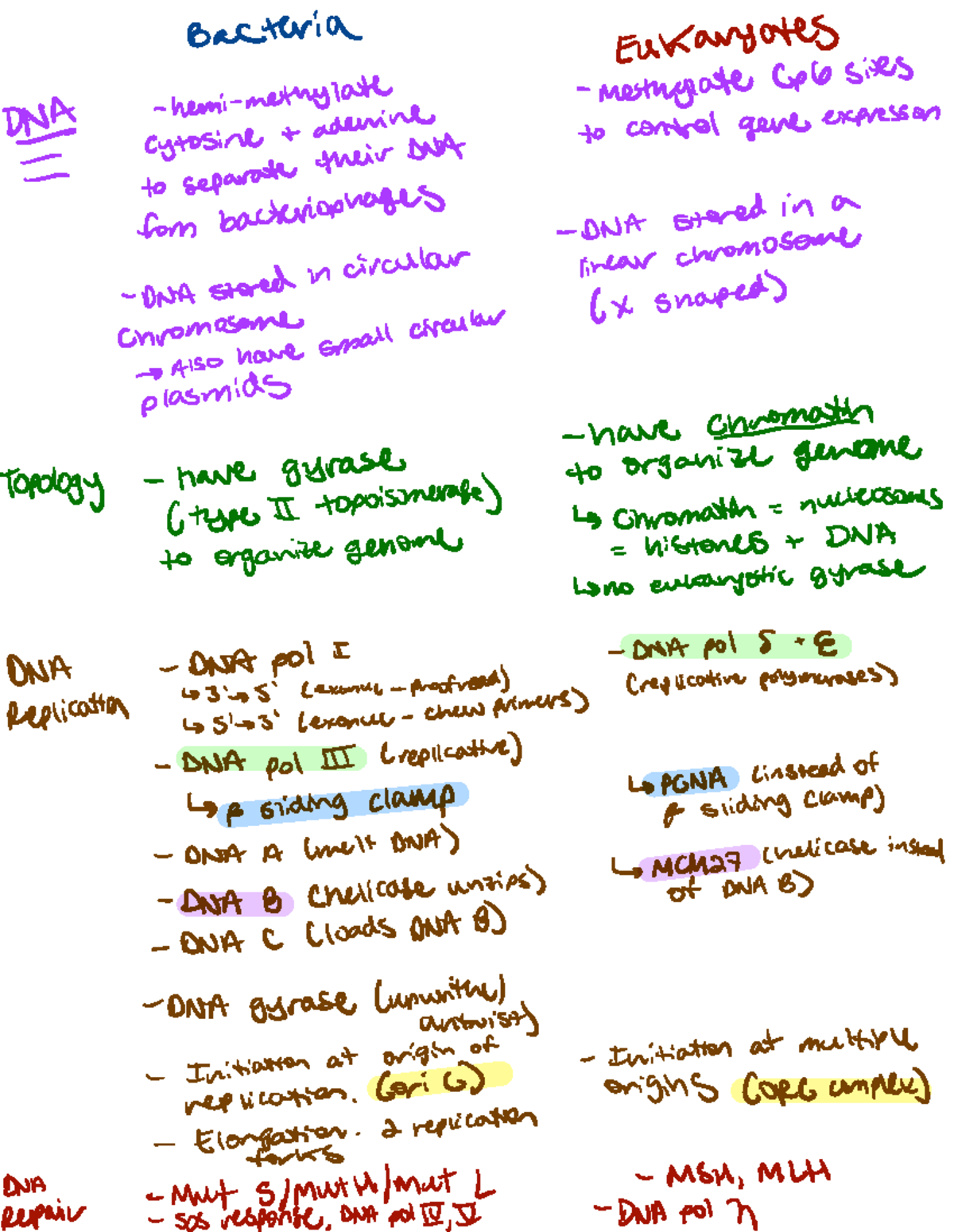 Bacteria vs Eukaryotes Cheat Sheet - Eukaryotes methyl ate CpG sites ...