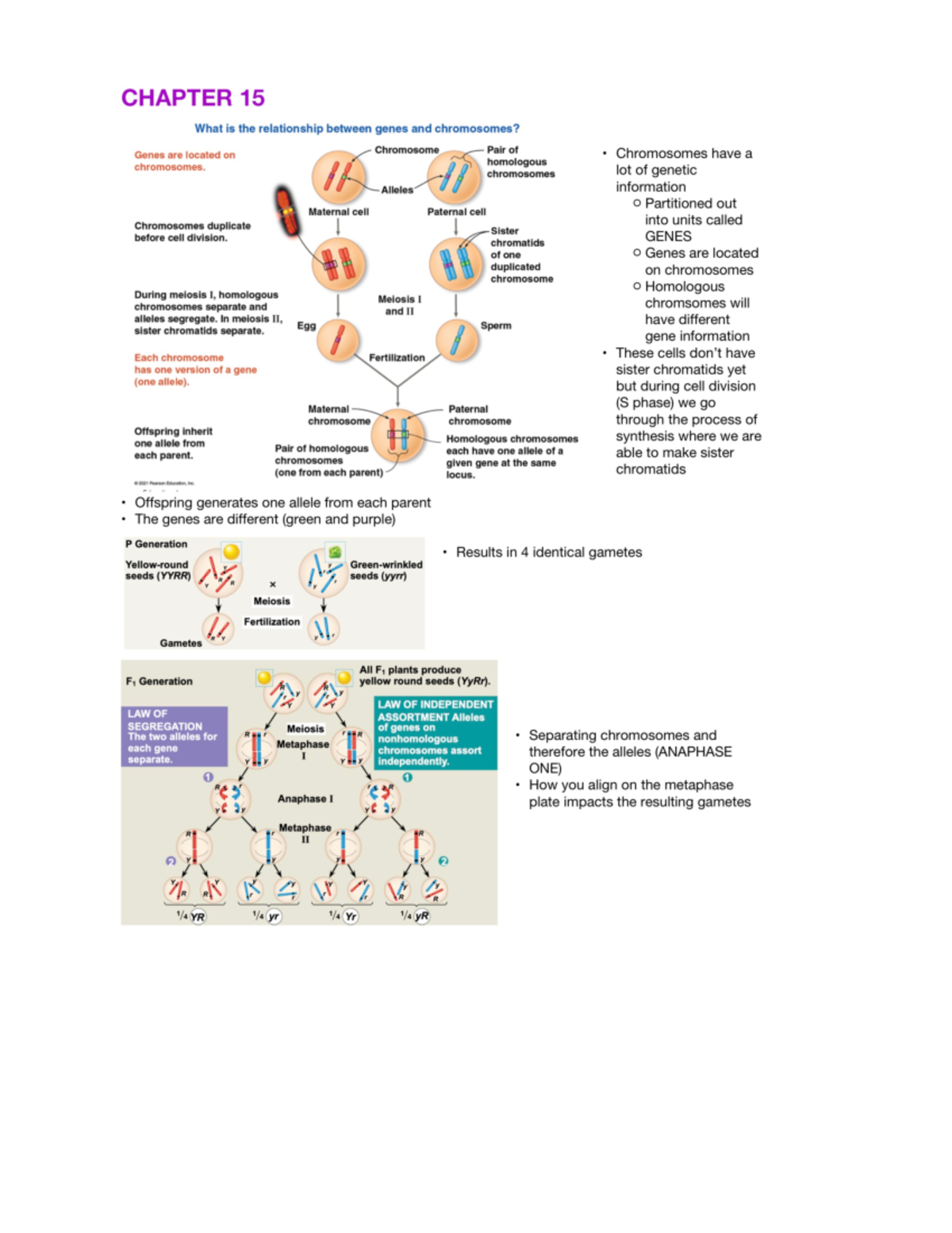 Chapter 15-Lecture Notes - BIOL 100 - Studocu