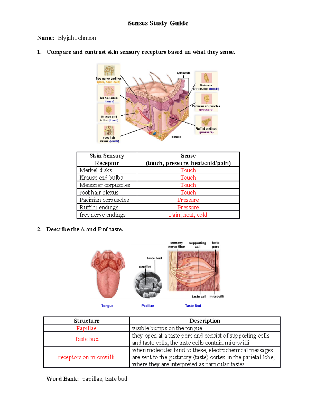 Senses Study Guide - Senses Study Guide Name: Elyjah Johnson Compare ...