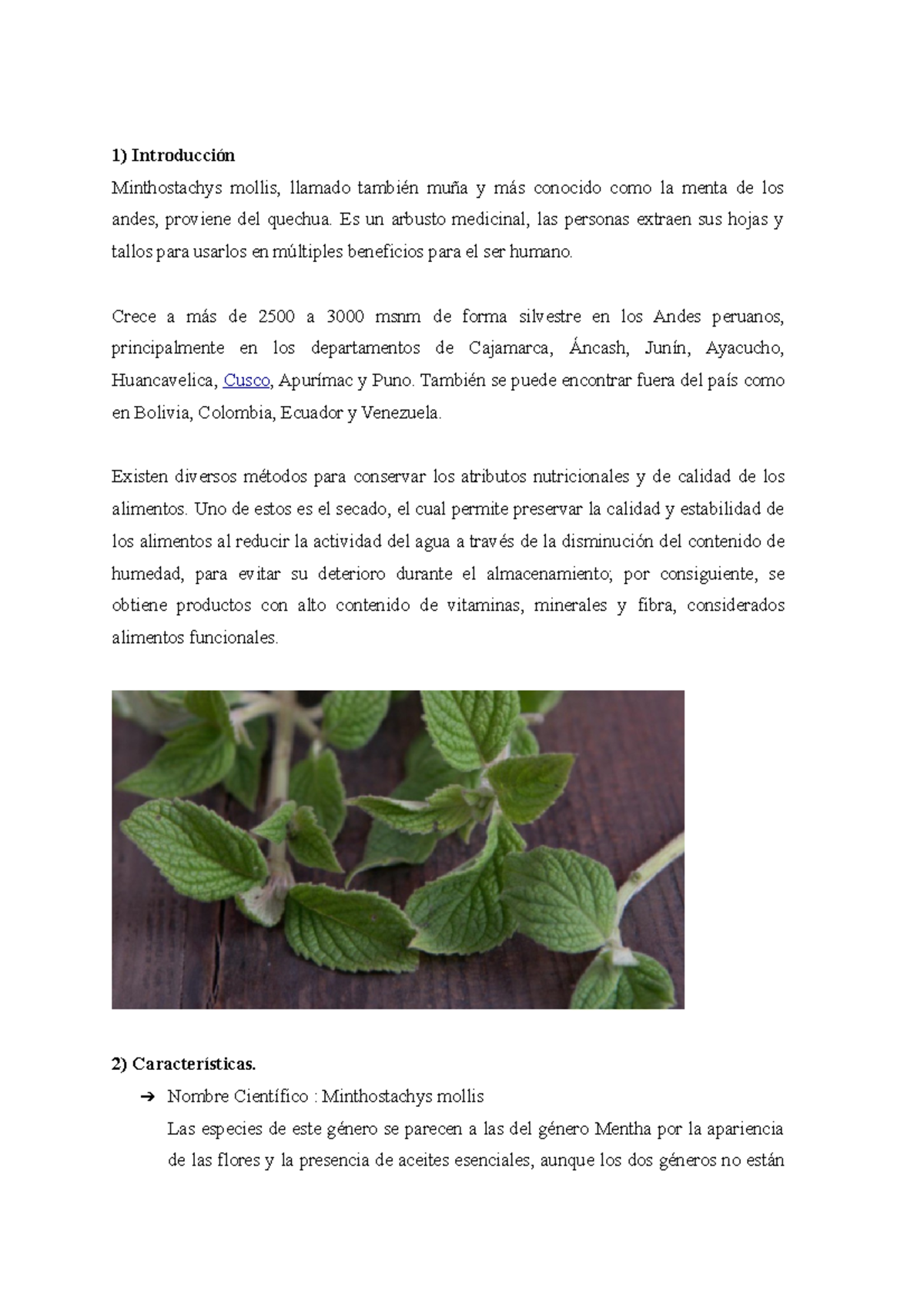 Muña - Descripcion de planta andina - Introducción Minthostachys mollis ...