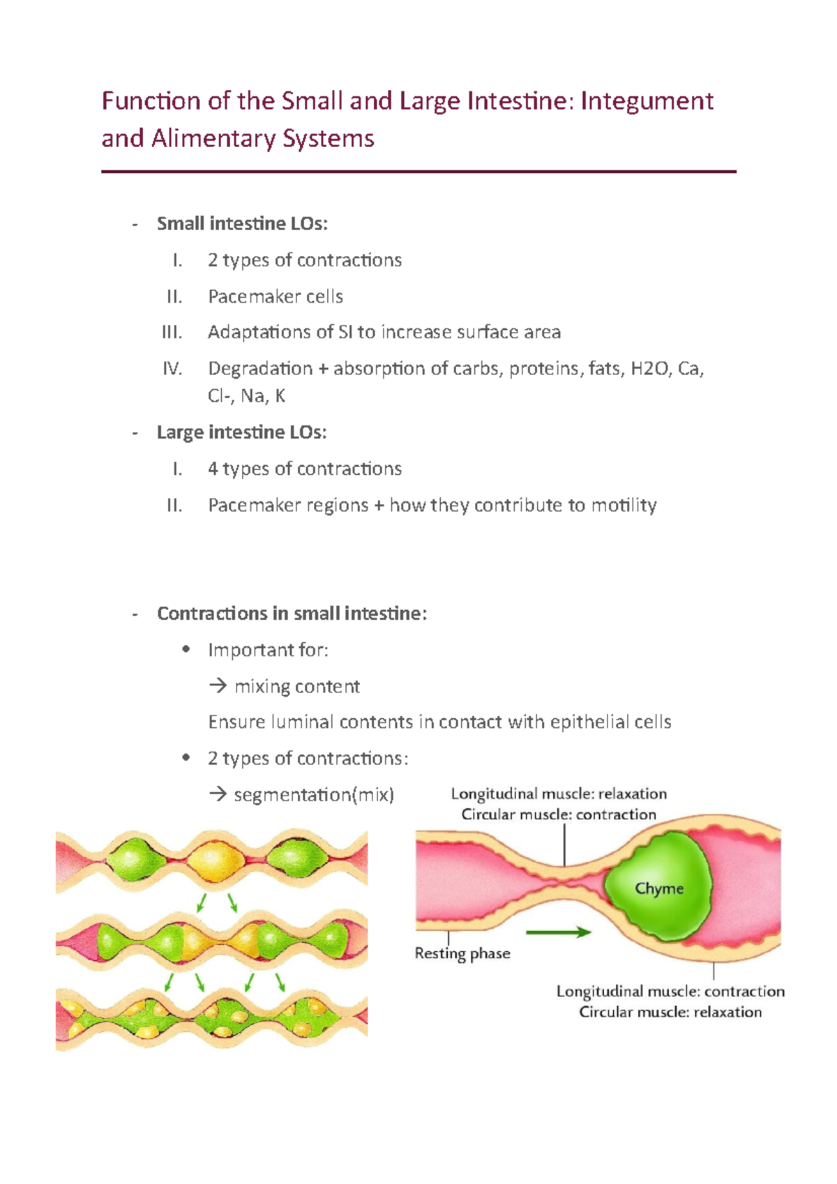Function of SI and LI IA - Function of the Small and Large Intestine ...
