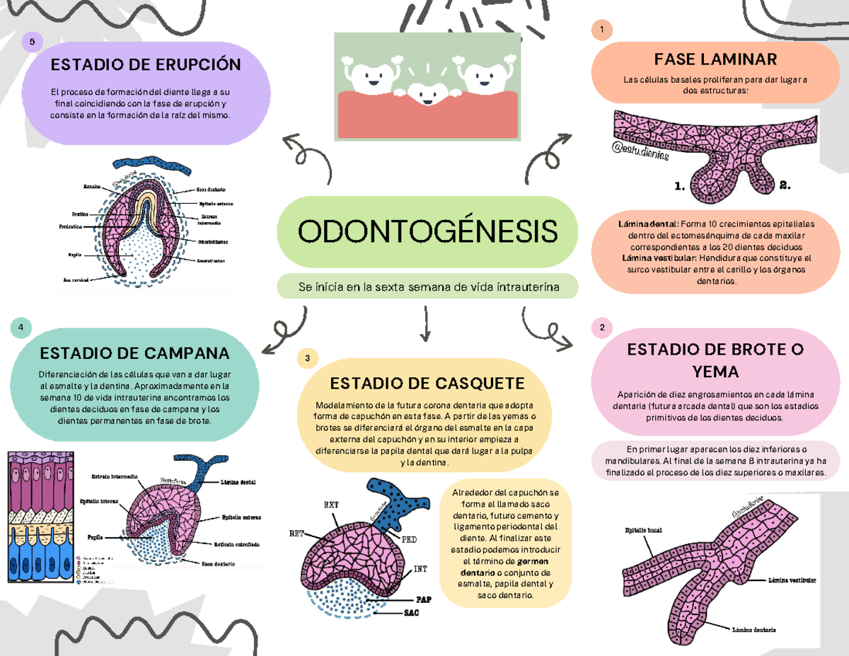 Odontogenesis - Formación de un diente - ODONTOGÉNESIS Se inicia en la sexta semana de vida ...