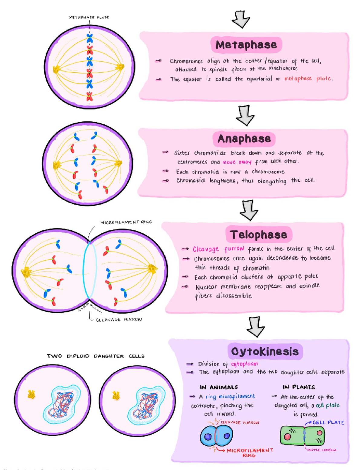 Metaphase - Environmental Science - Studocu