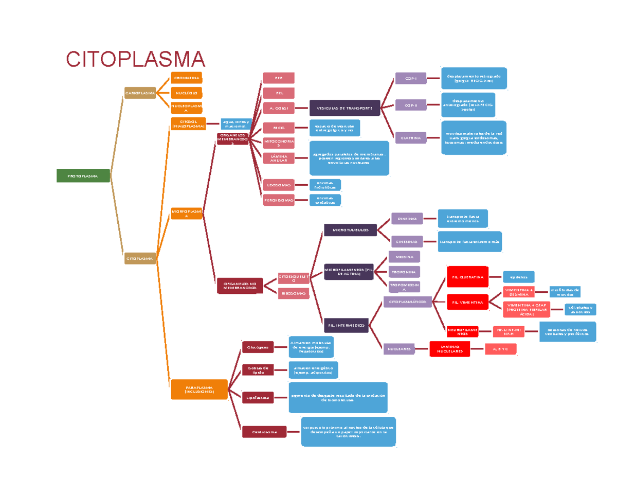 Citoplasma (Biología celular) - CITOPLASMA CARIOPLASMA CROMATINA RER ...